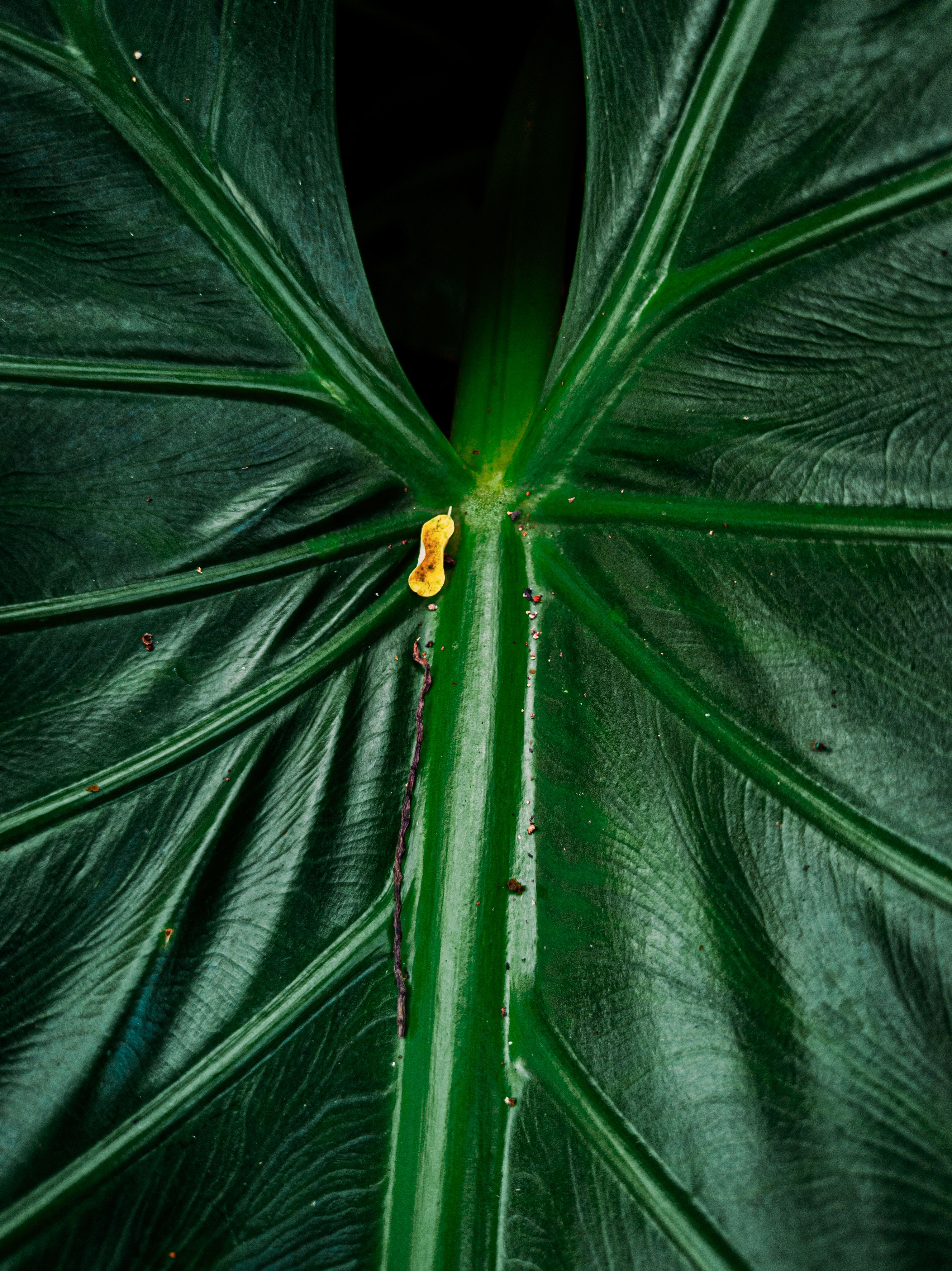 Close-up of Elephant Ear Leaf with Unique Veins · Free Stock Photo
