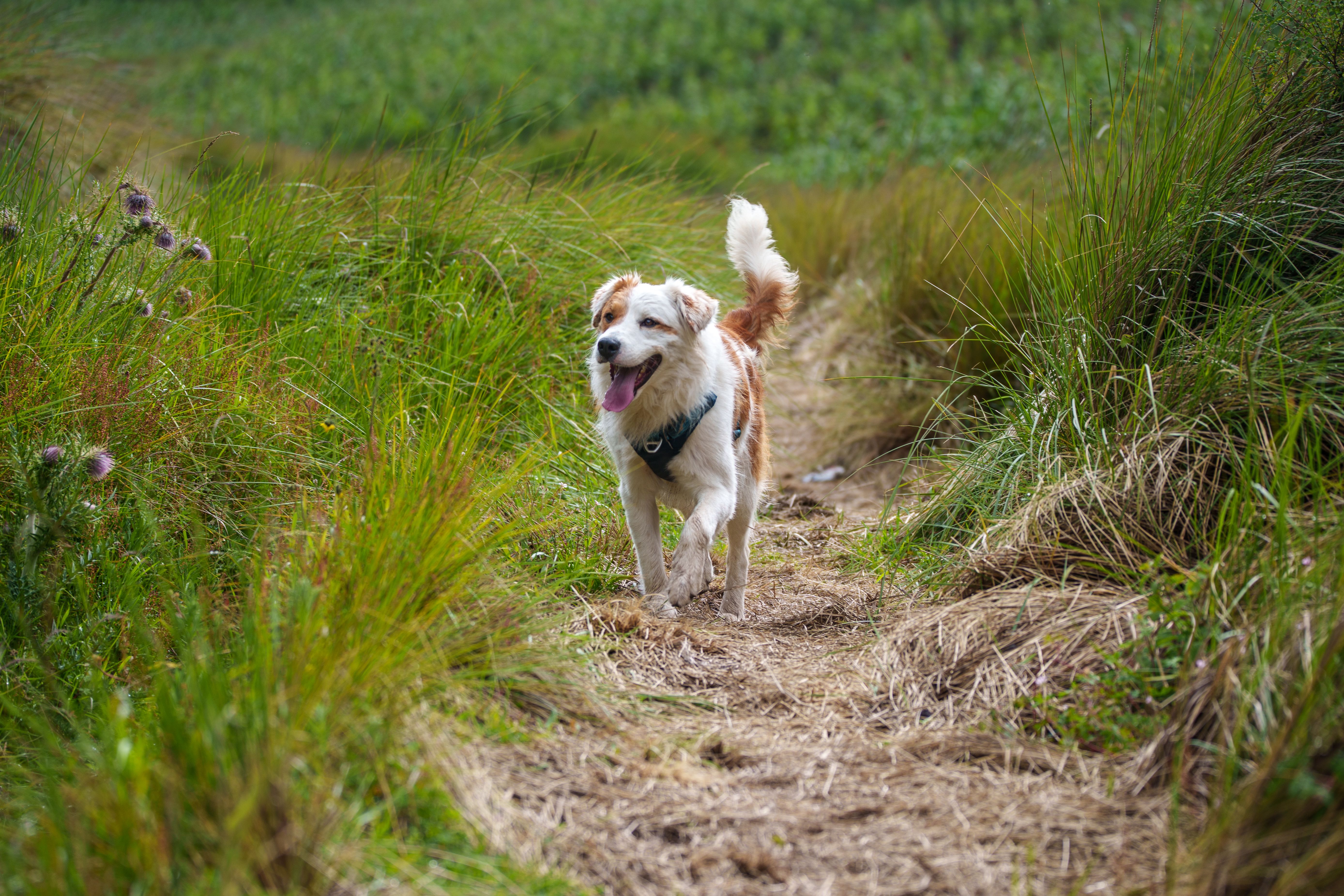 Happy Dog Walking on a Nature Trail · Free Stock Photo