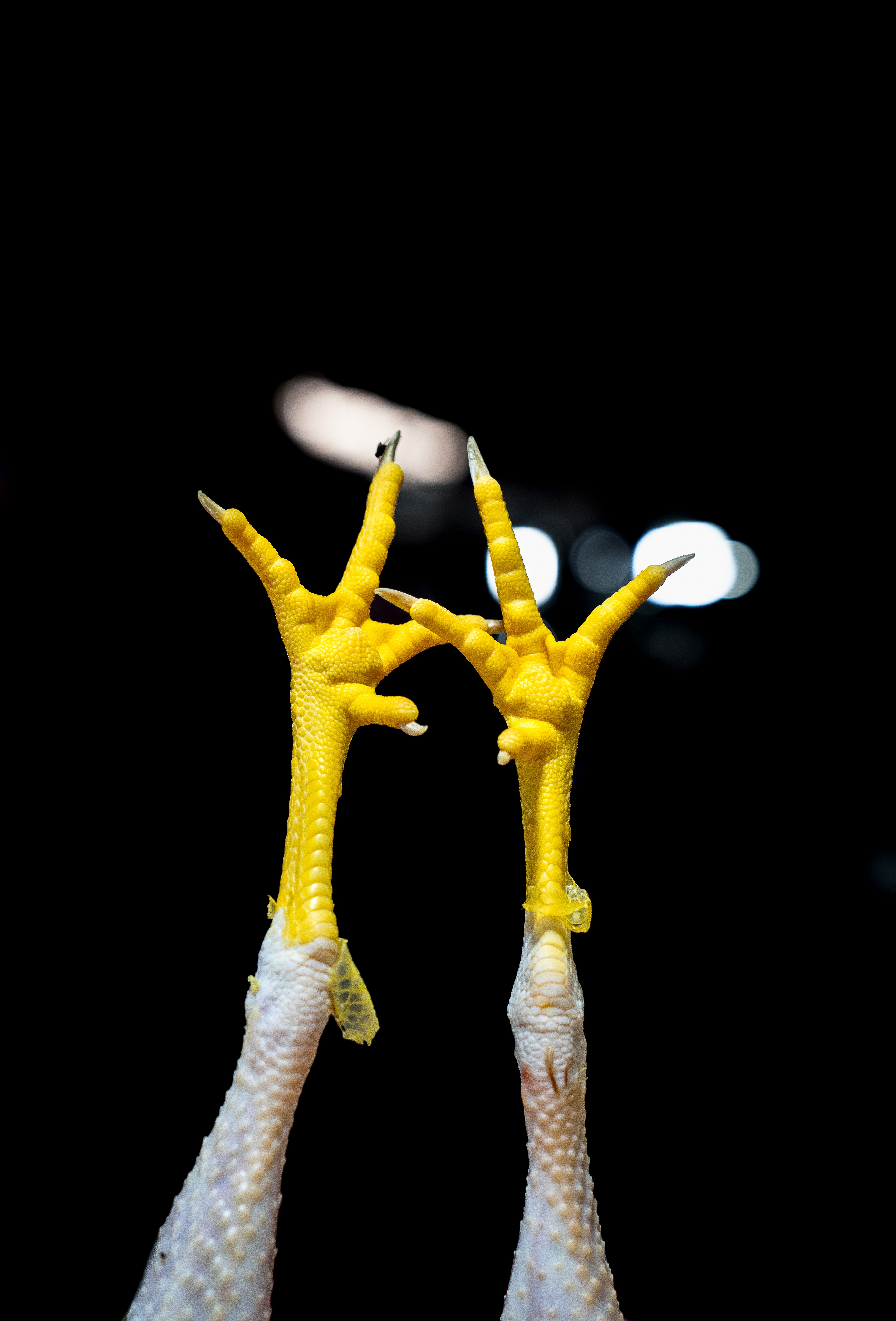 Dramatic Yellow Chicken Claws in Vietnam Market · Free Stock Photo