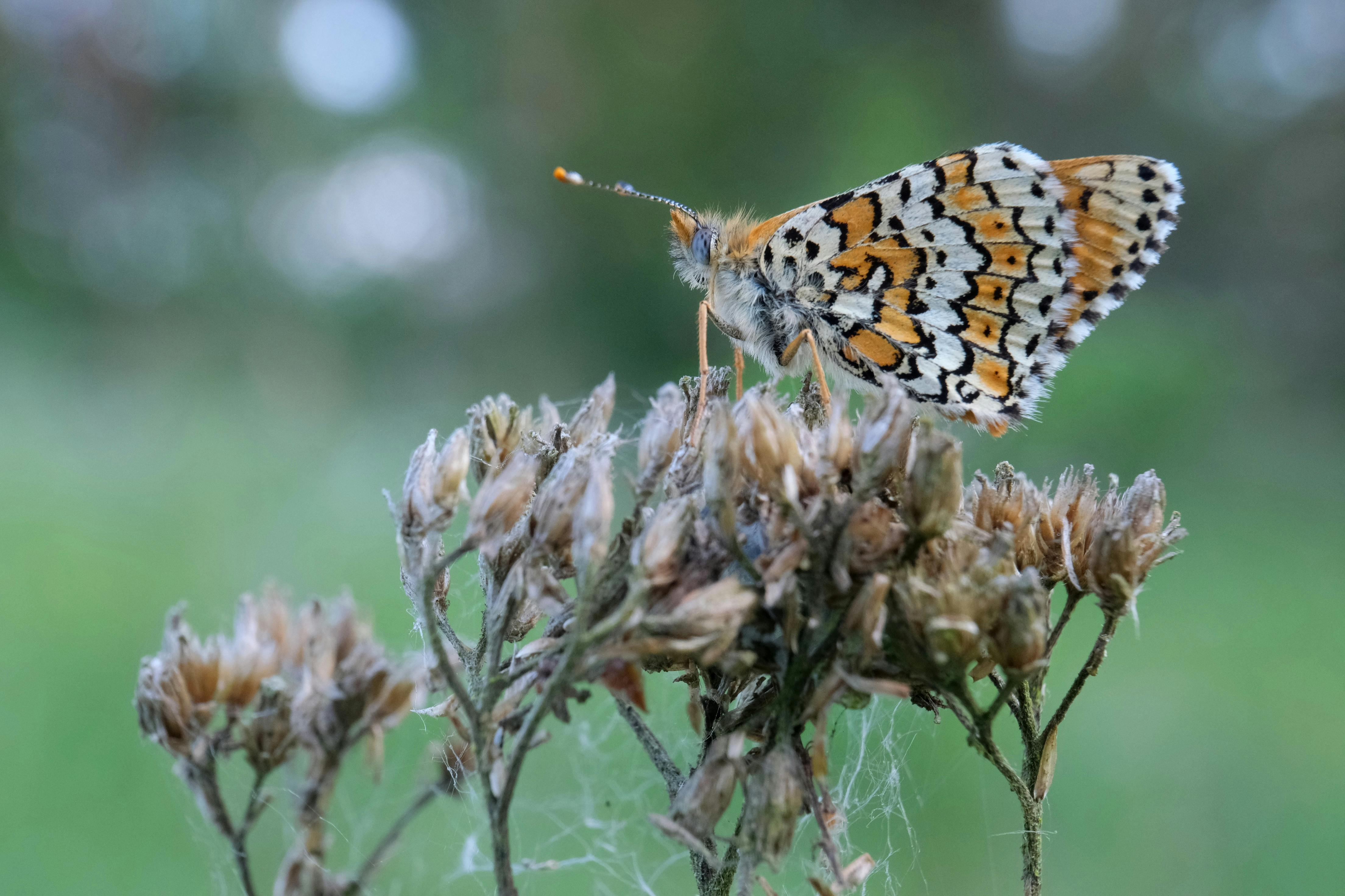 Butterfly Biology Photos, Download The BEST Free Butterfly Biology ...