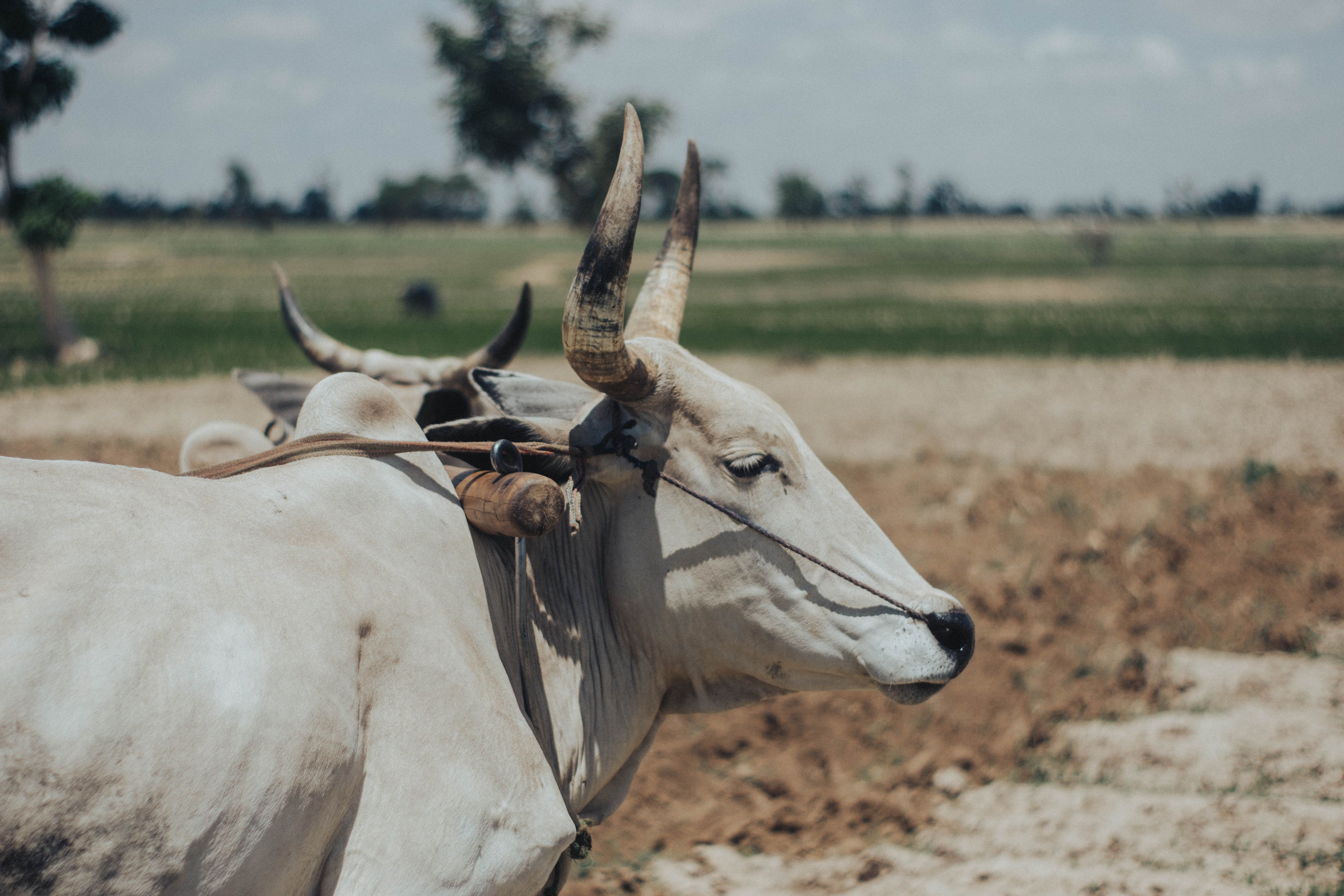 Domestic Animals Photos, Download The BEST Free Domestic Animals Stock ...