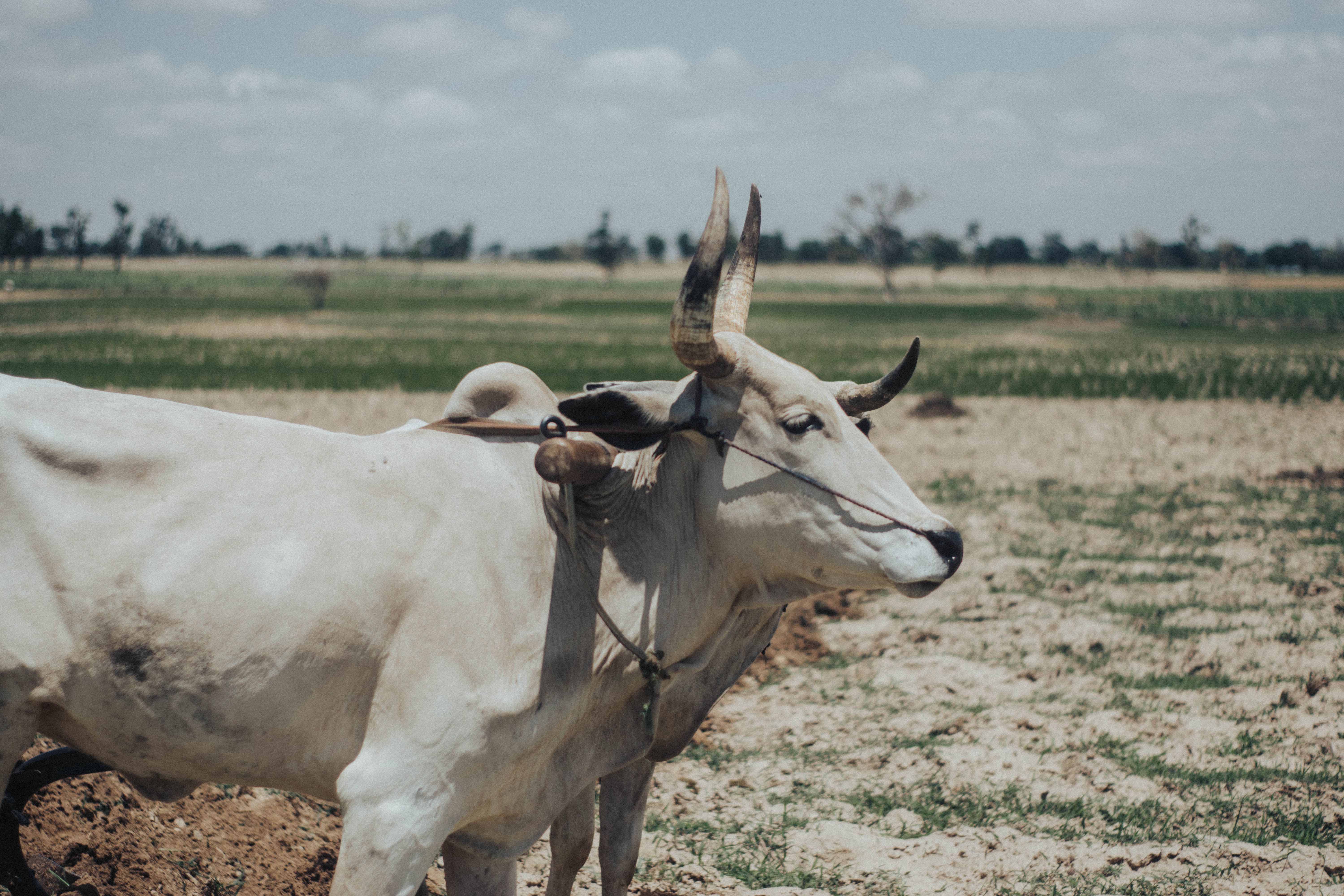 White Ox Photos, Download The BEST Free White Ox Stock Photos & HD Images