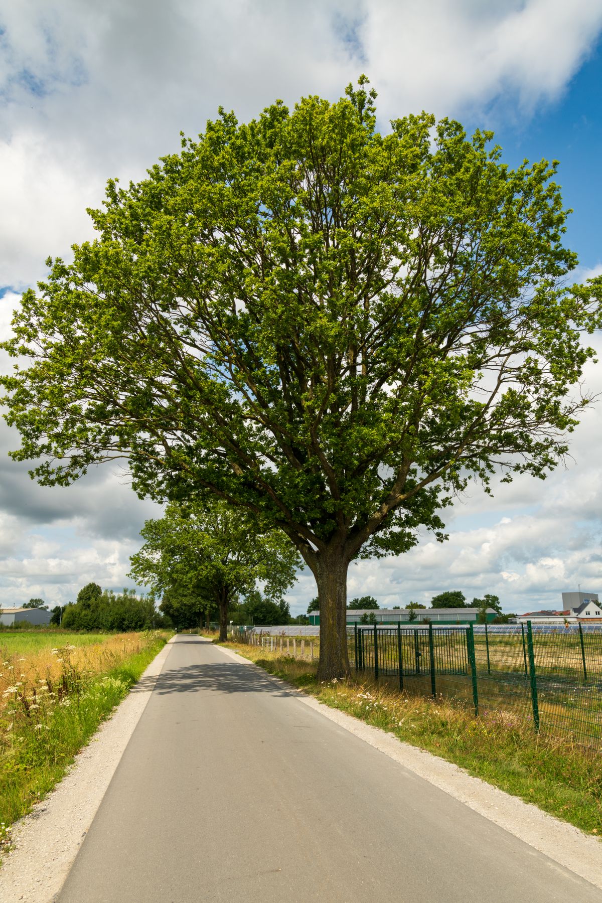 Oak Tree Photos, Download The BEST Free Oak Tree Stock Photos & HD Images