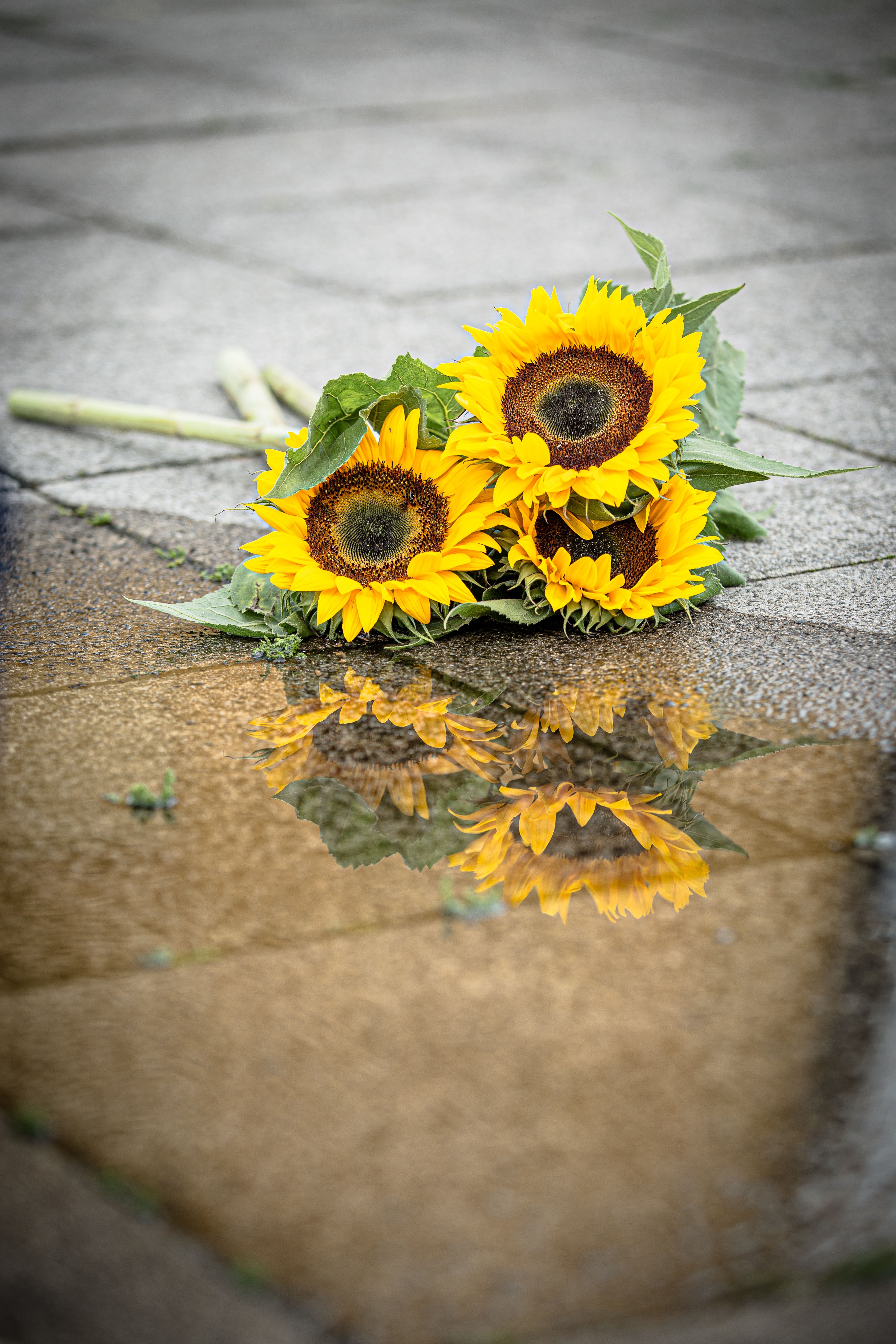 Sunflower Images' Photos, Download The BEST Free Sunflower Images ...