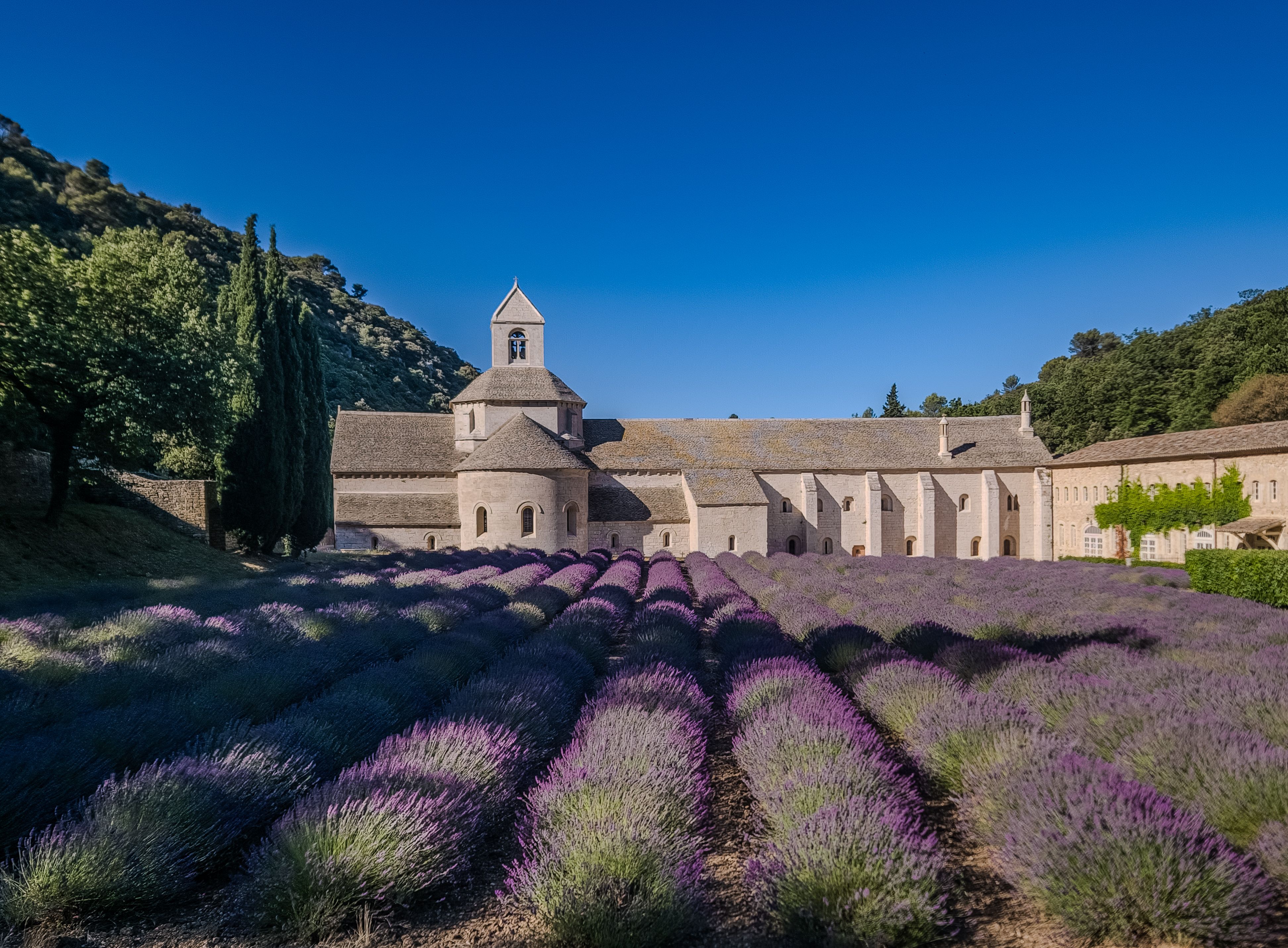 Lavender Fields at Sénanque Abbey in Provence · Free Stock Photo