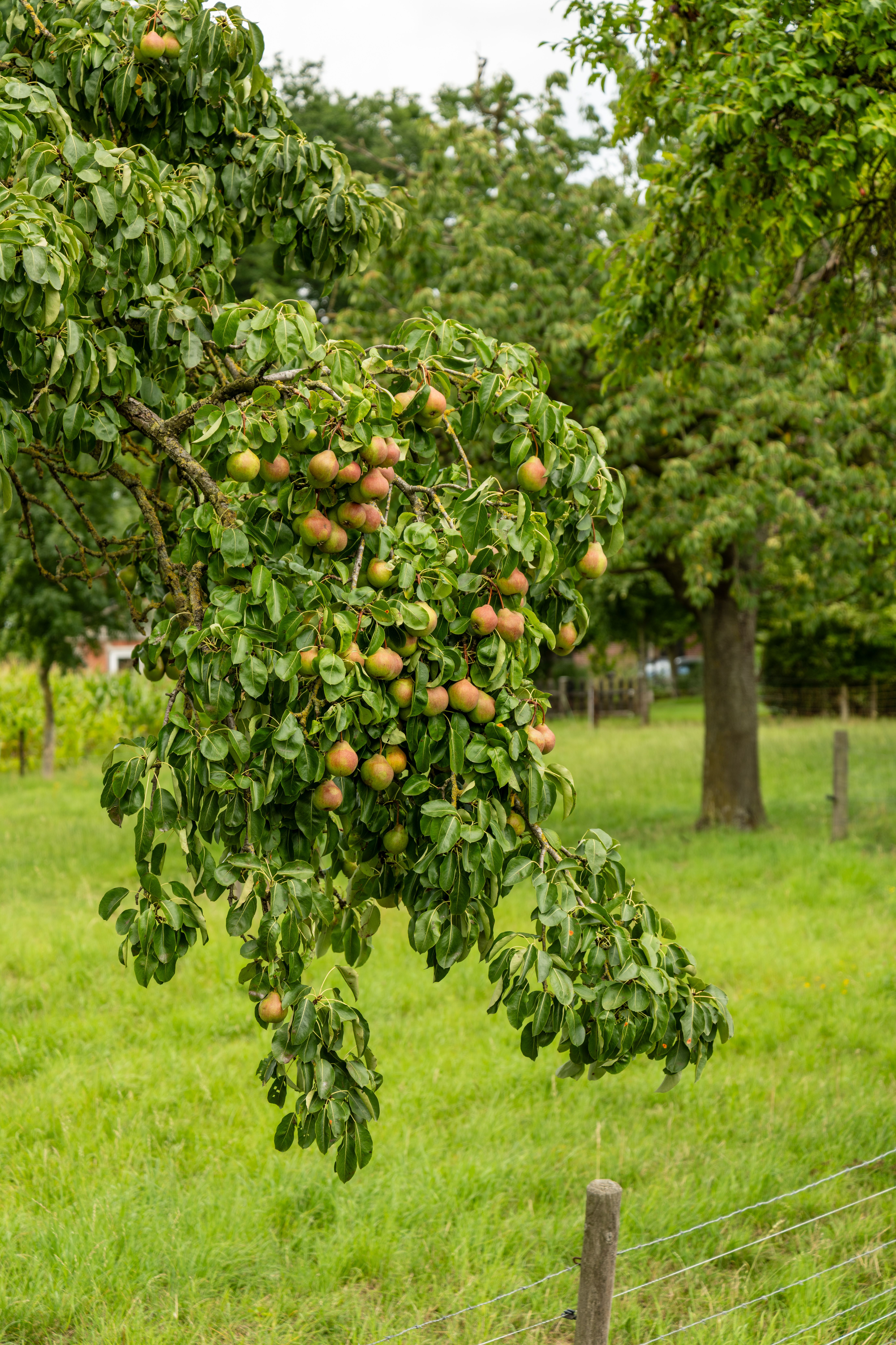 Produce Pentru Copia Photos, Download The BEST Free Produce Pentru ...