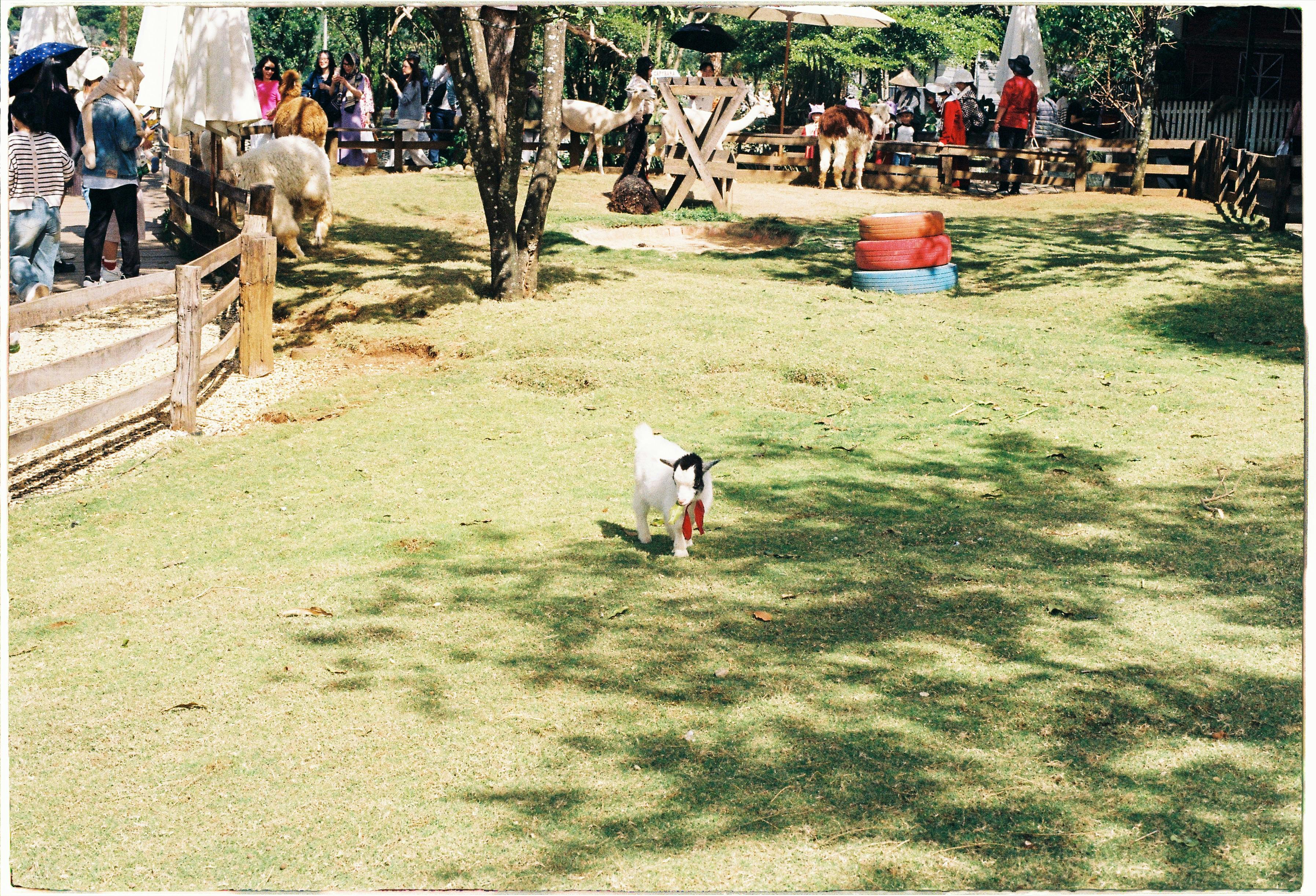 Alpaca Photos, Download The BEST Free Alpaca Stock Photos & HD Images