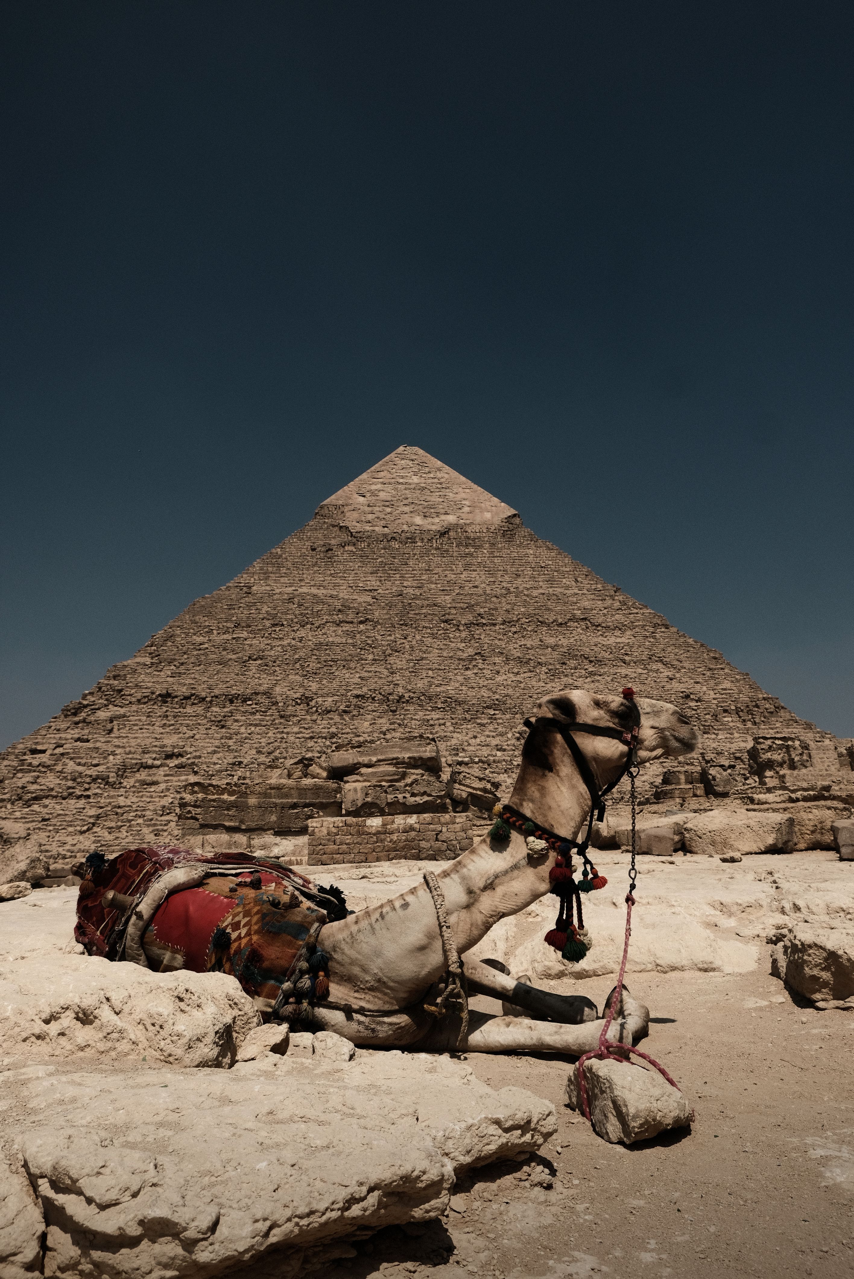 Camel Resting Near the Great Pyramid of Giza · Free Stock Photo