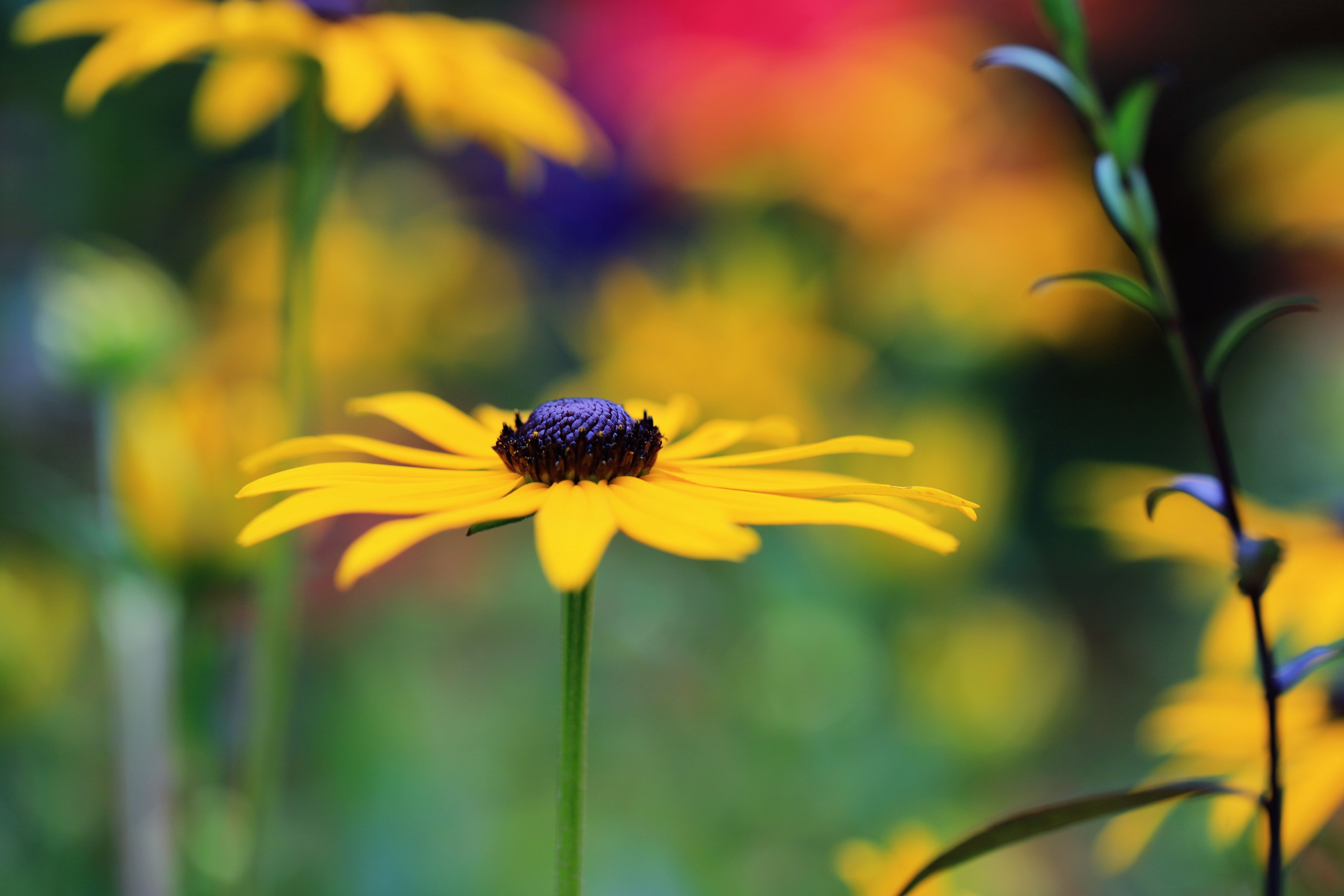 Close-up of Vibrant Yellow Black-Eyed Susan Flower · Free Stock Photo