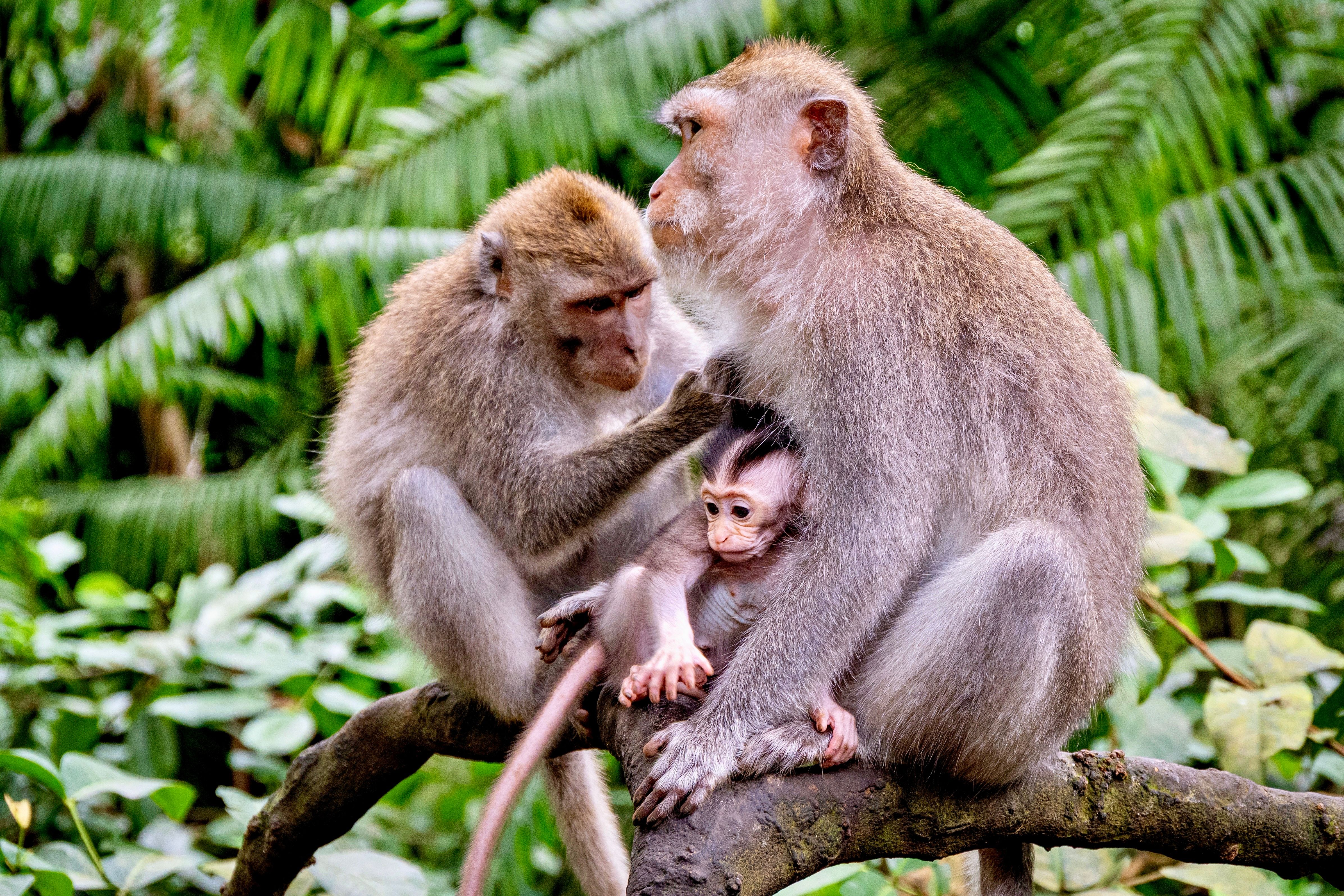 Macaque Monkey Family in Tropical Forest · Free Stock Photo