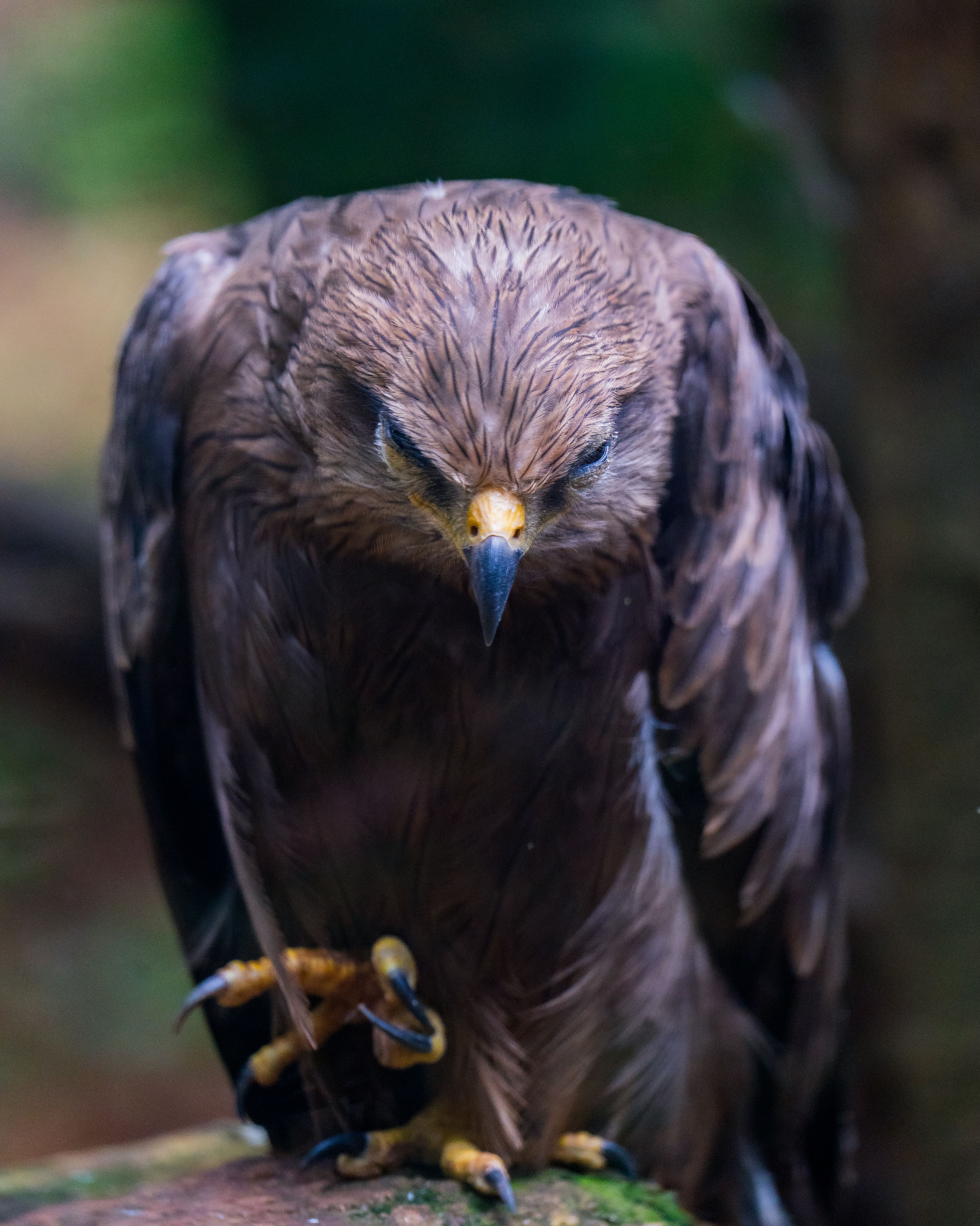 Srilanka Hawk Eagle Photos, Download The BEST Free Srilanka Hawk Eagle ...