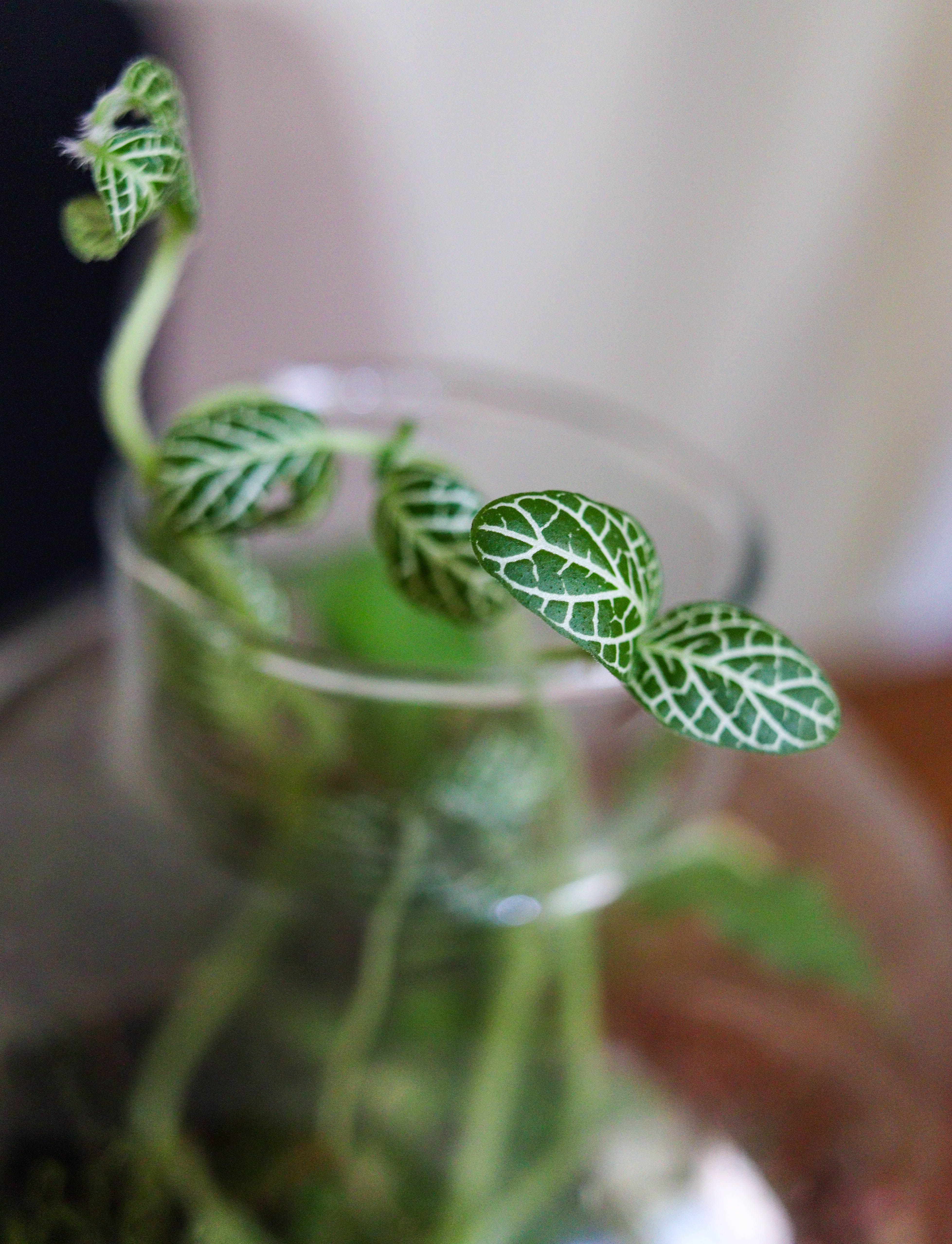 Plant Positioning Photos, Download The BEST Free Plant Positioning ...