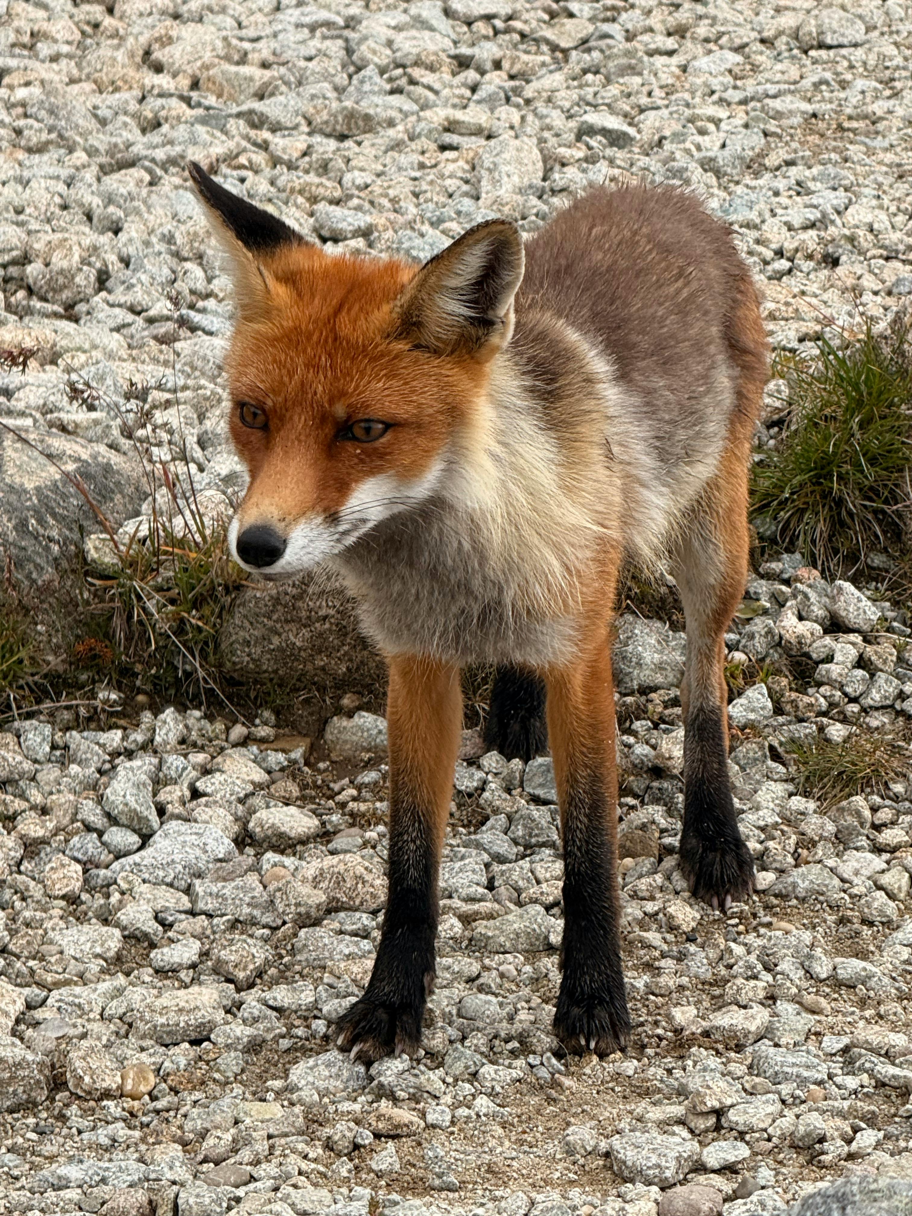 Fox Scared Photos, Download The BEST Free Fox Scared Stock Photos & HD ...