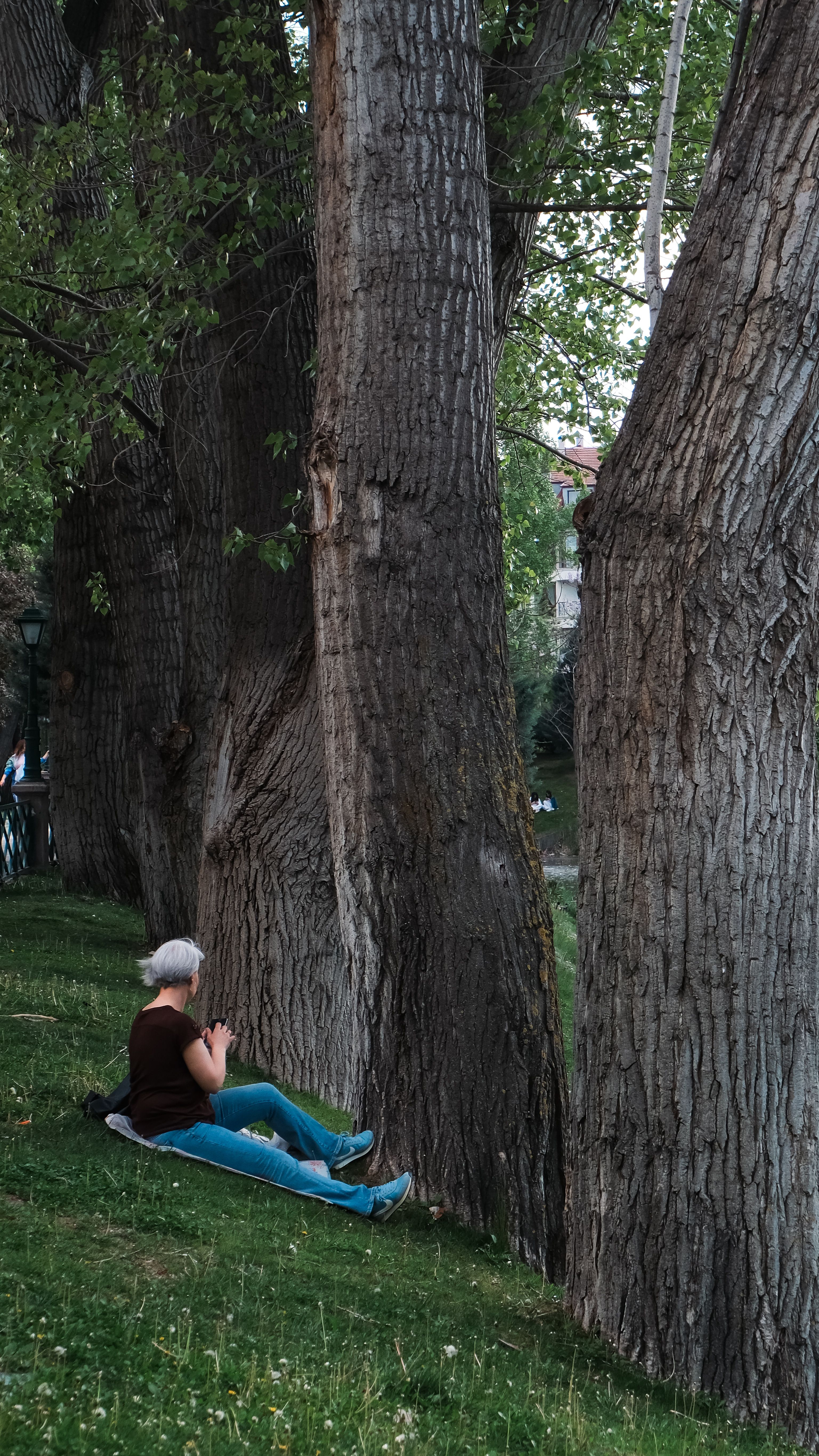Person Relaxing Under Large Trees Outdoors · Free Stock Photo