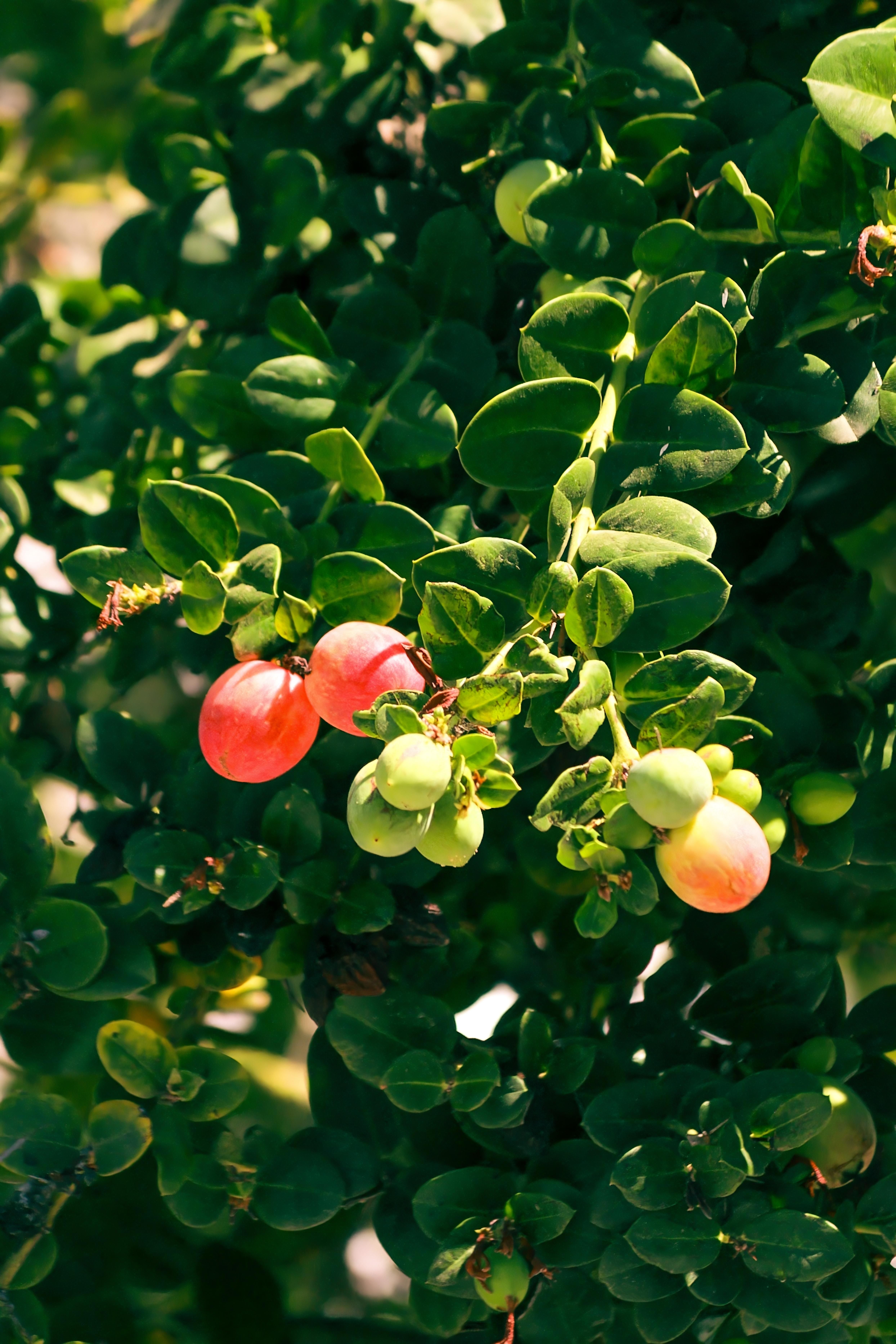 Close-Up Photo of Peach Fruit on Tree · Free Stock Photo