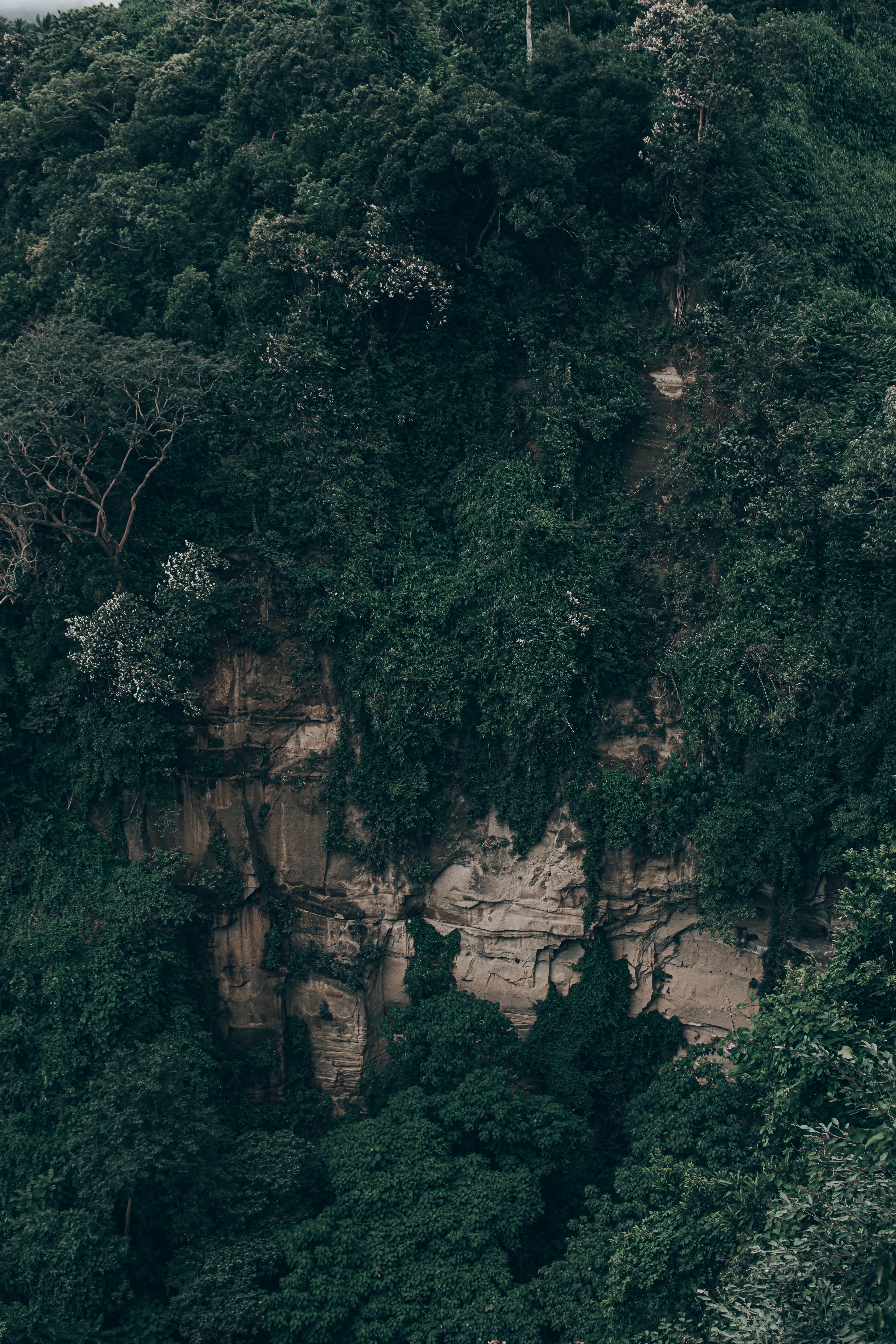 Lush Green Cliffside with Dense Vegetation · Free Stock Photo