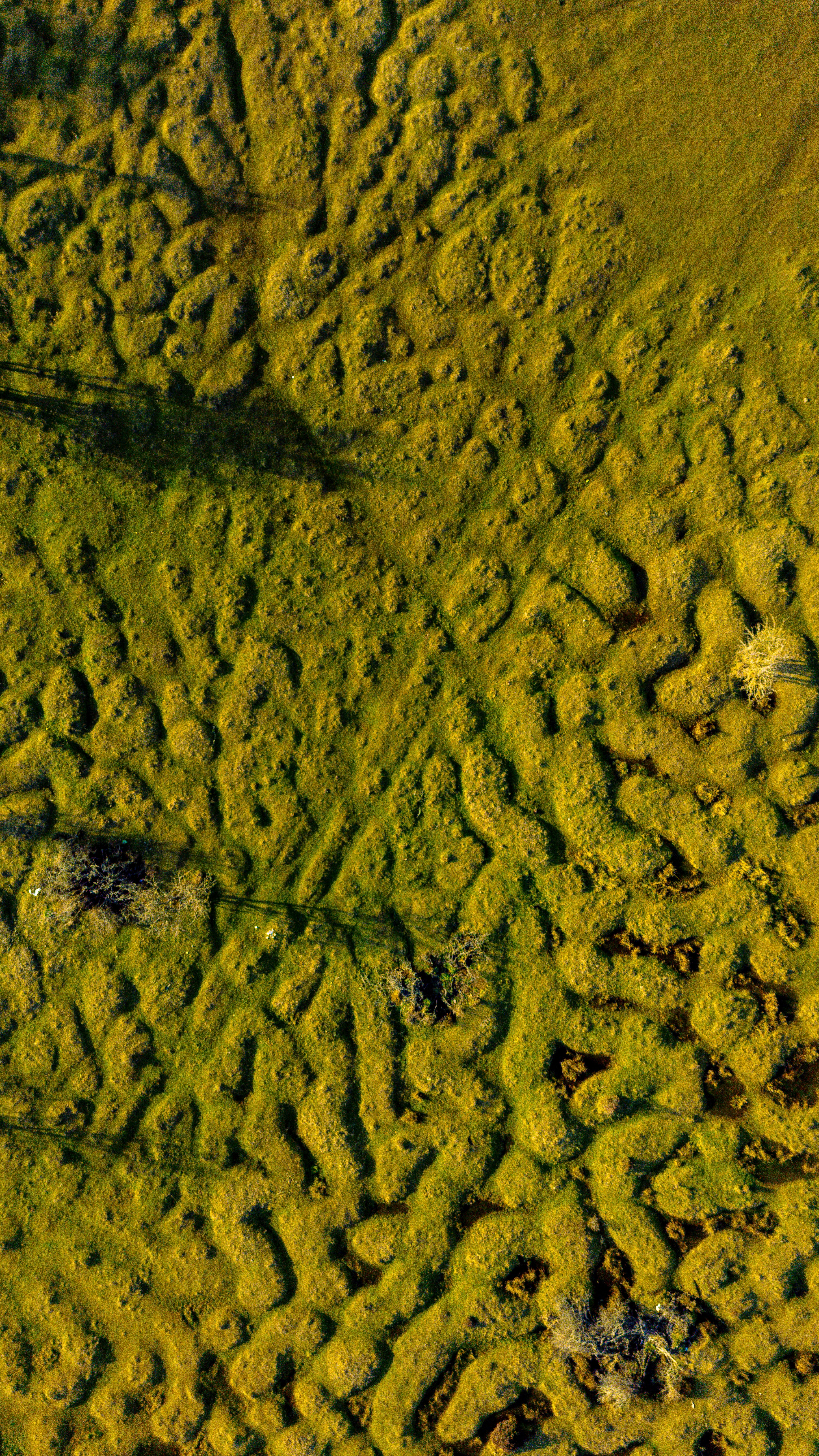 Aerial View of Green Terrain with Unique Patterns · Free Stock Photo