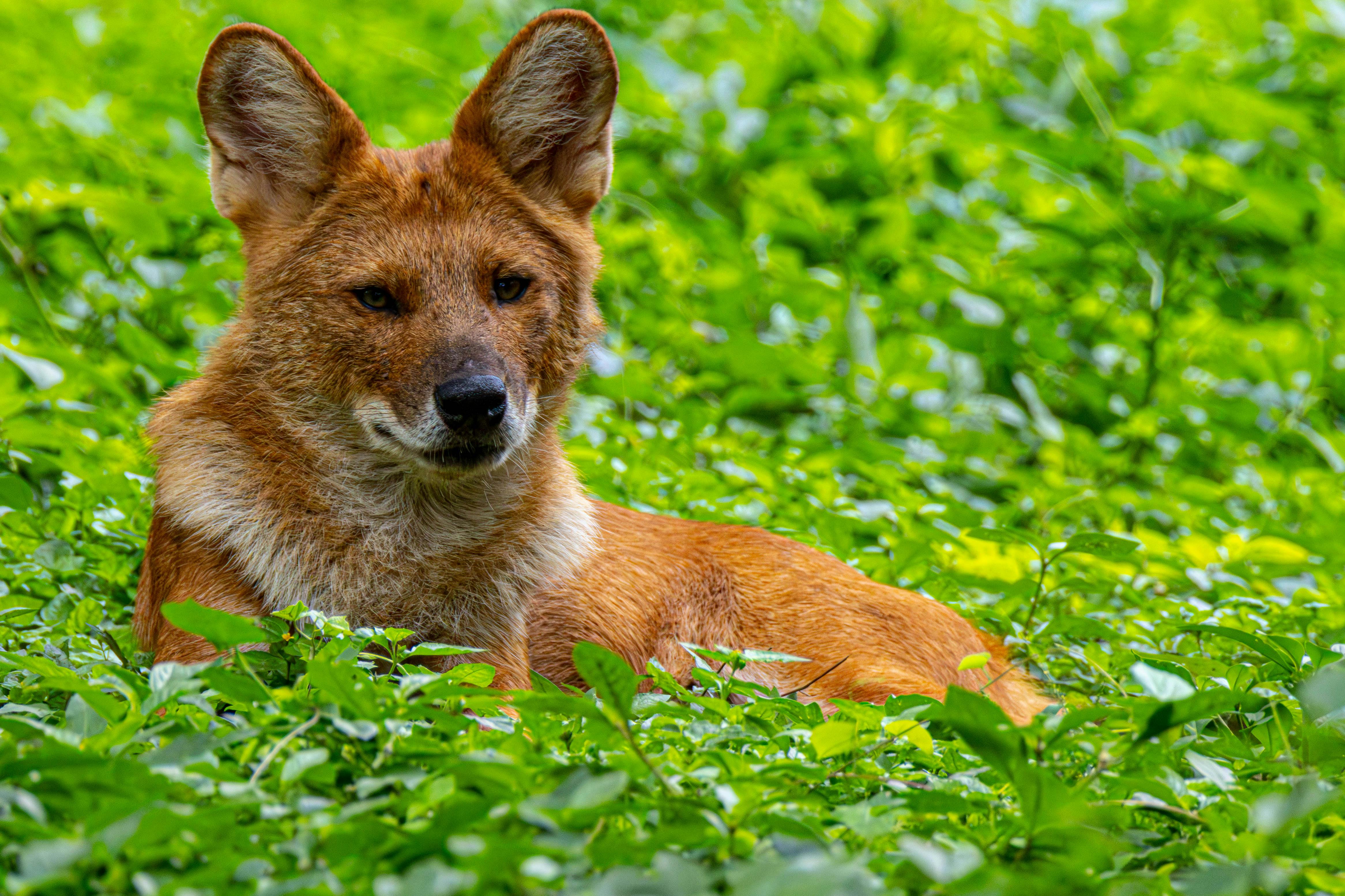 Dholes Photos, Download The BEST Free Dholes Stock Photos & HD Images