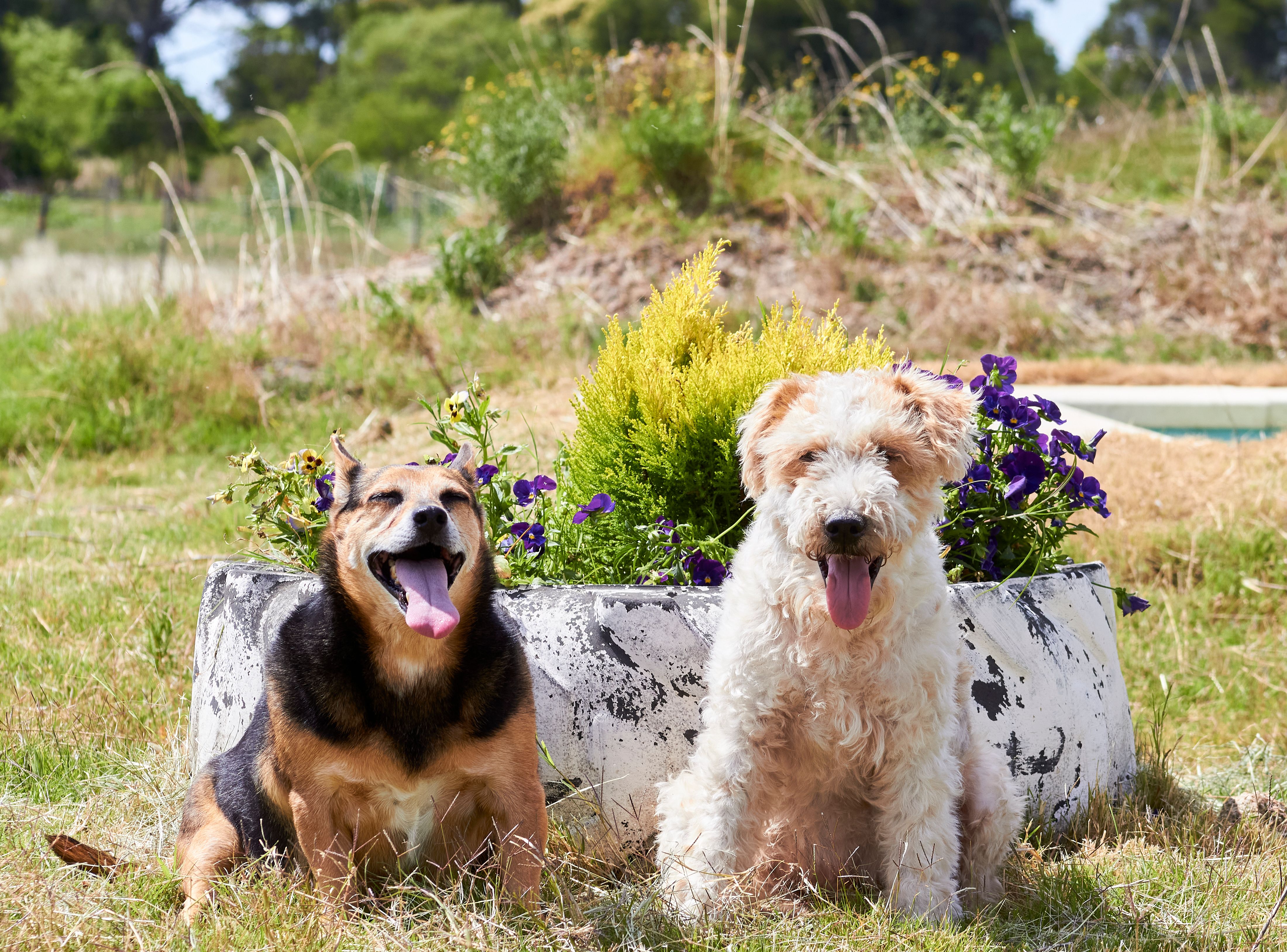Happy Dogs Relaxing in a Sunny Garden Setting · Free Stock Photo