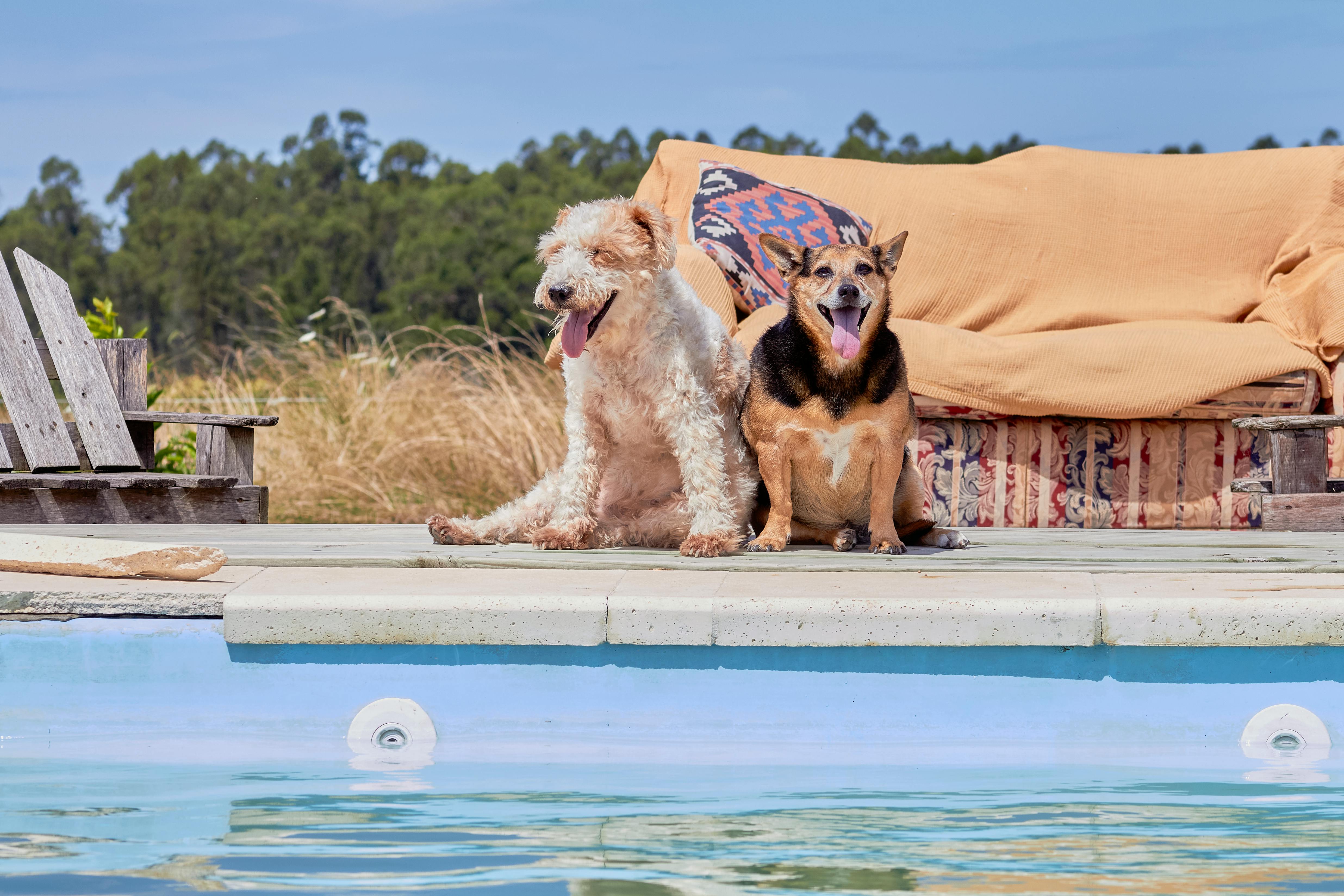 Dogs Swattle Photos, Download The BEST Free Dogs Swattle Stock Photos ...