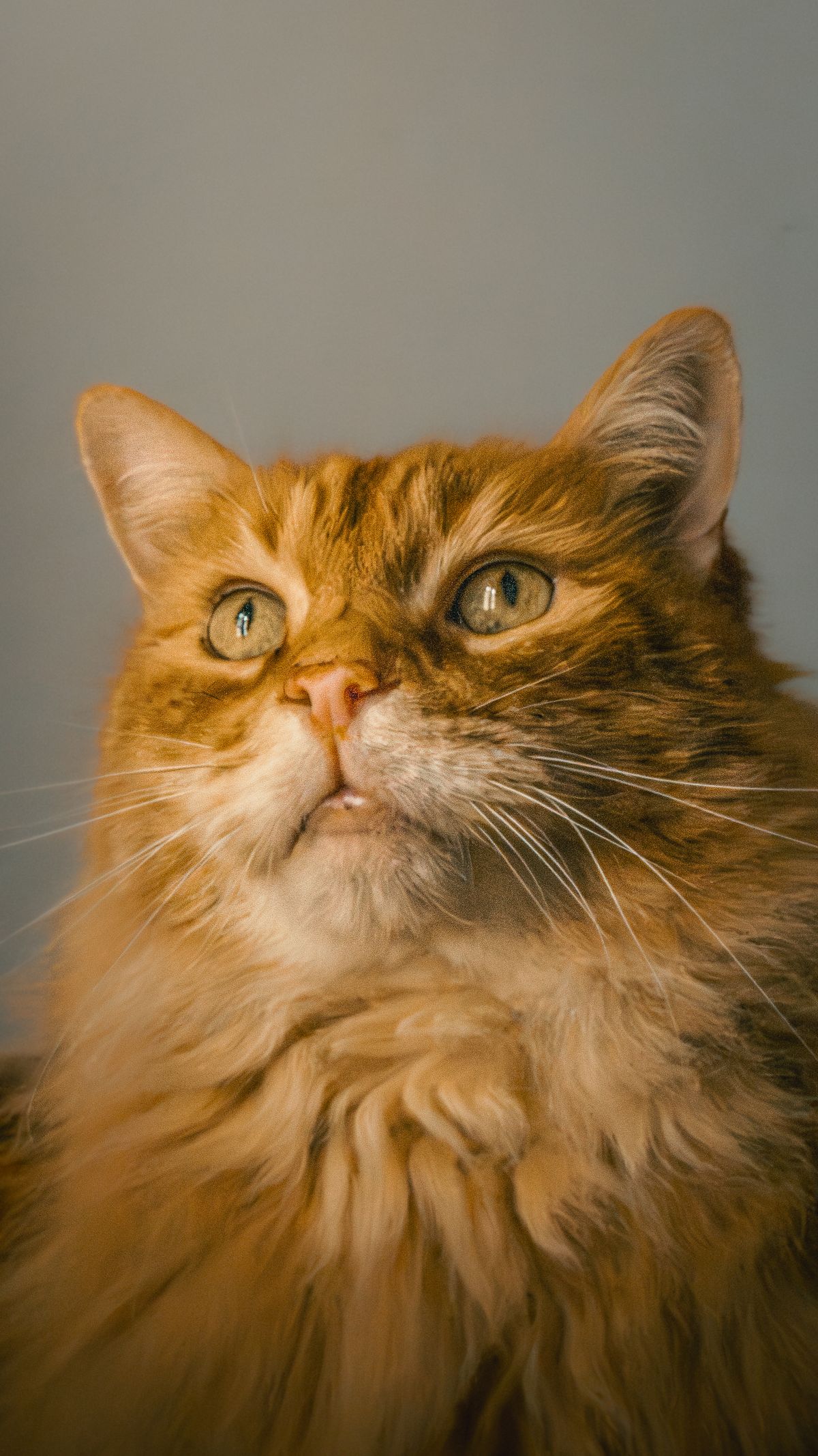 Orange Cat Photos, Download The BEST Free Orange Cat Stock Photos & HD ...