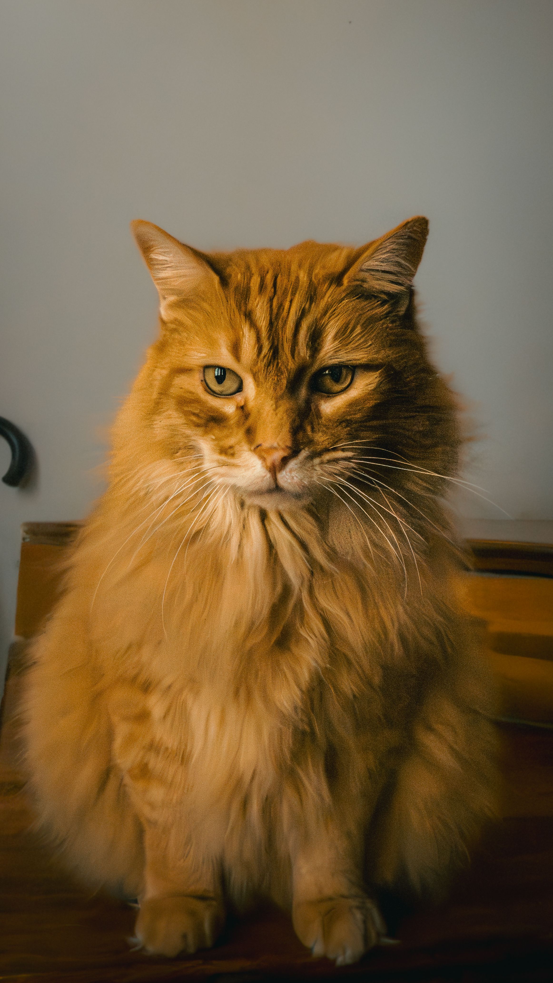 Anime Fotografie Photos, Download The BEST Free Anime Fotografie Stock ...