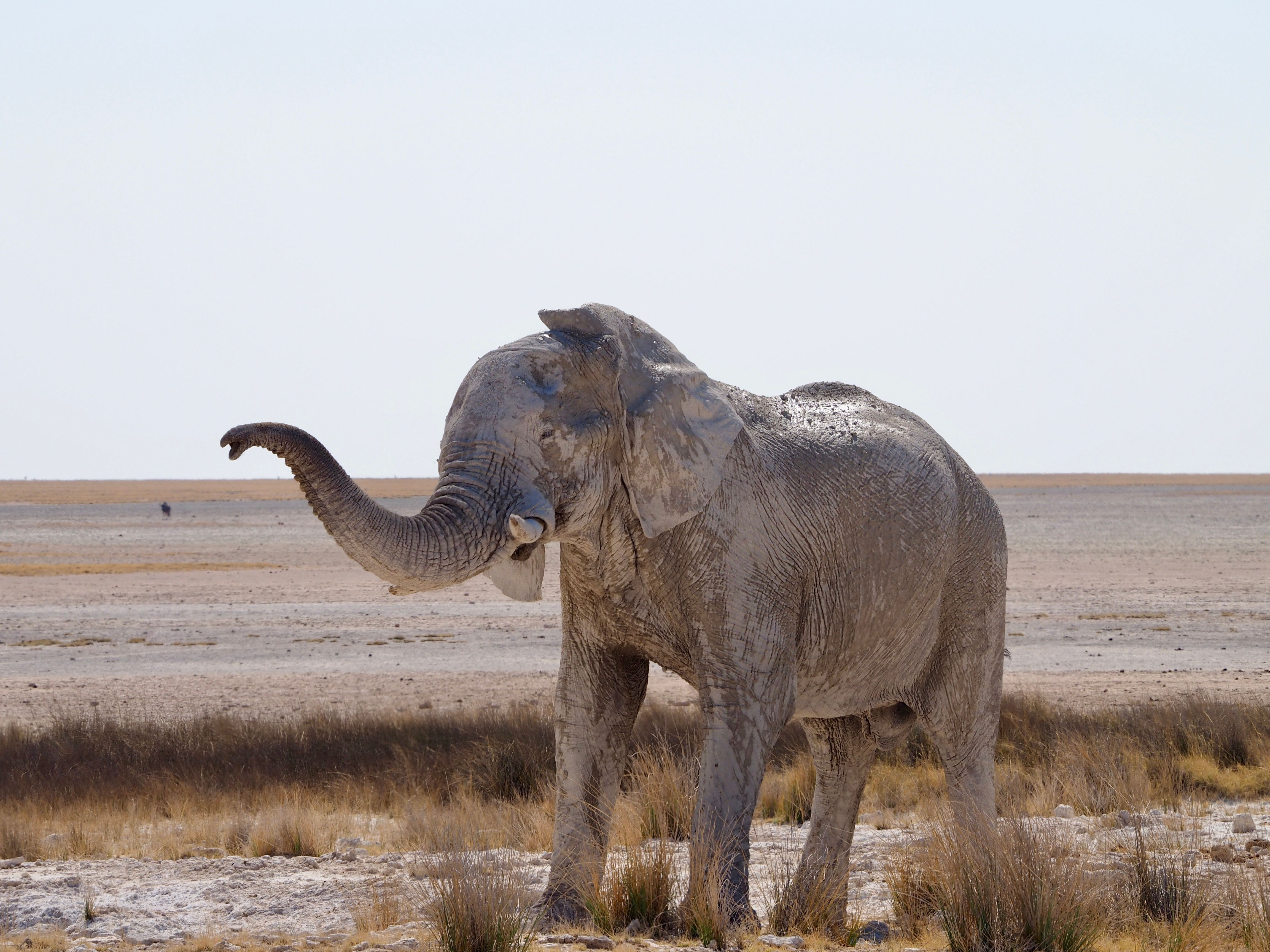 Majestic Elephant in Namibian Desert Landscape · Free Stock Photo