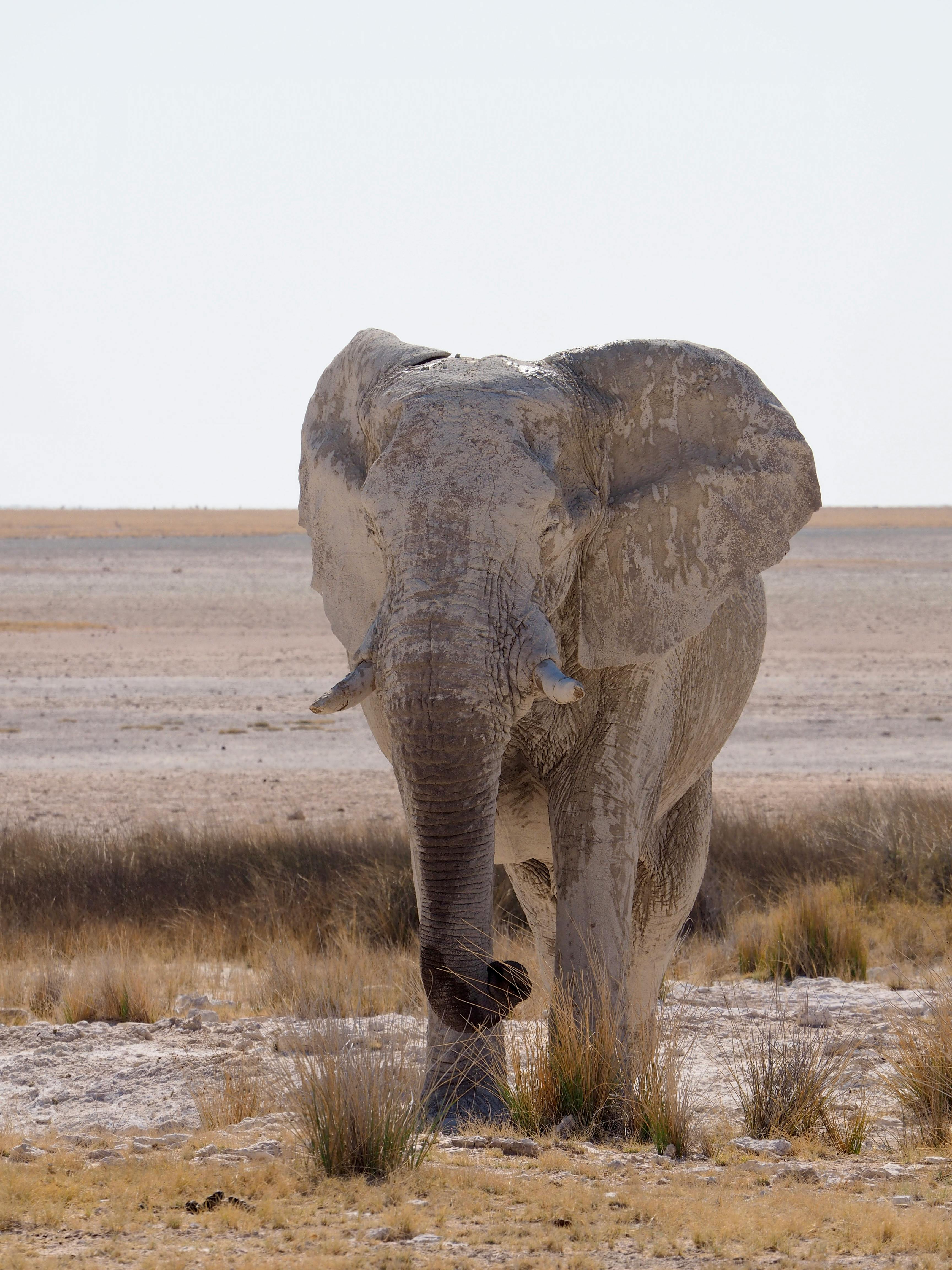 Savannah Dry Cider Photos, Download The BEST Free Savannah Dry Cider ...