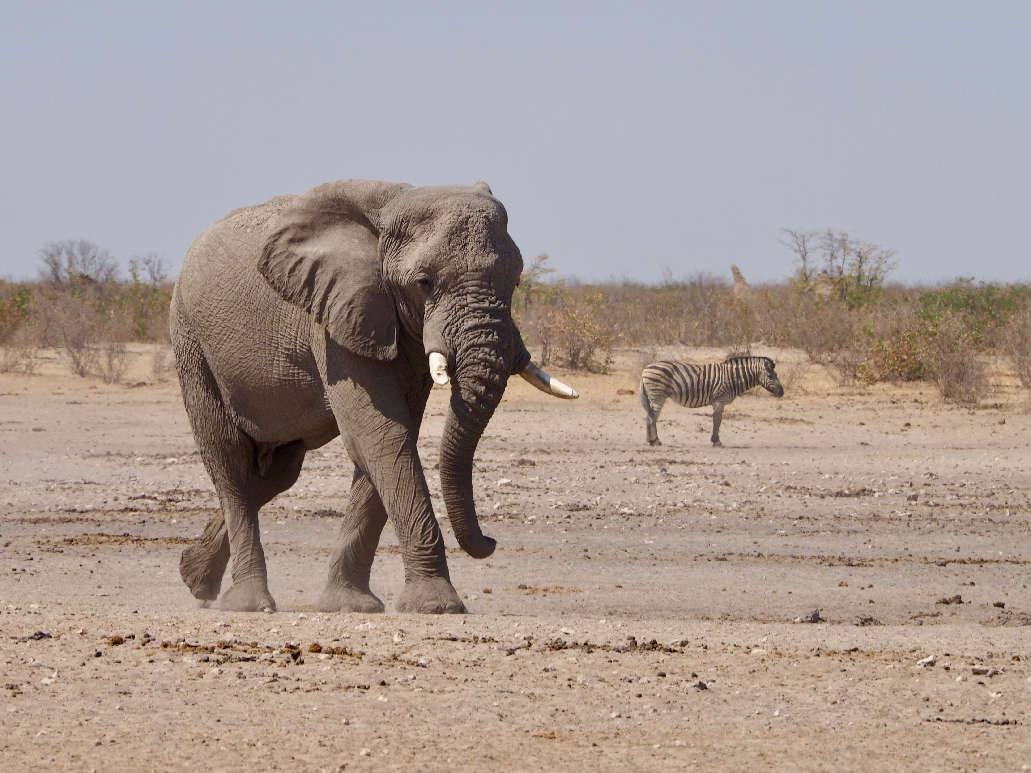 Majestic African Elephant in Savanna Landscape · Free Stock Photo