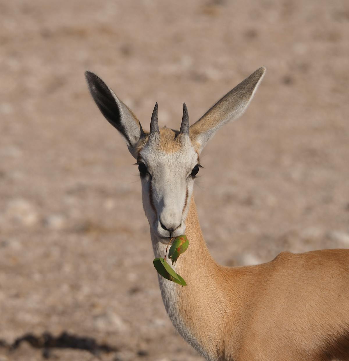 South African Springbok Photos, Download The BEST Free South African ...