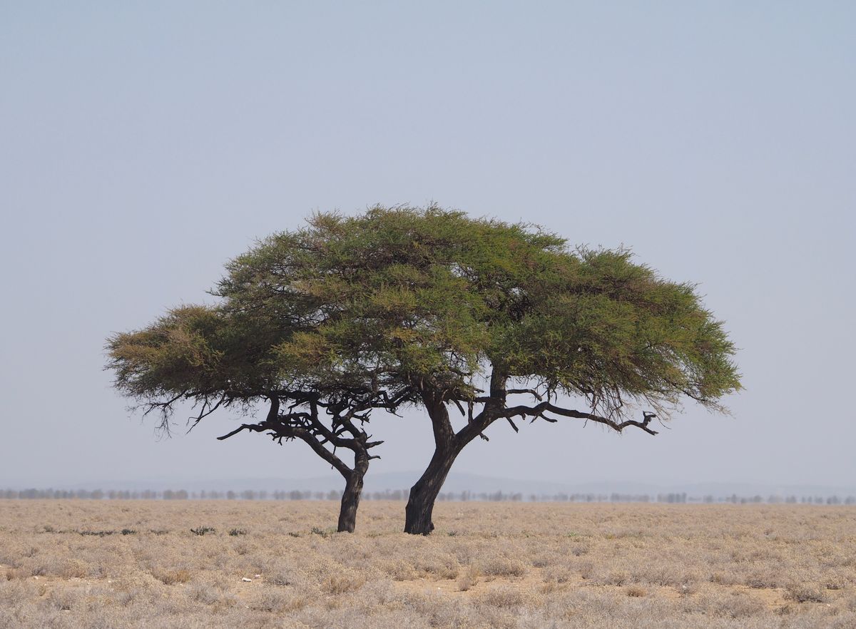 Acacia Tree Photos, Download The BEST Free Acacia Tree Stock Photos ...