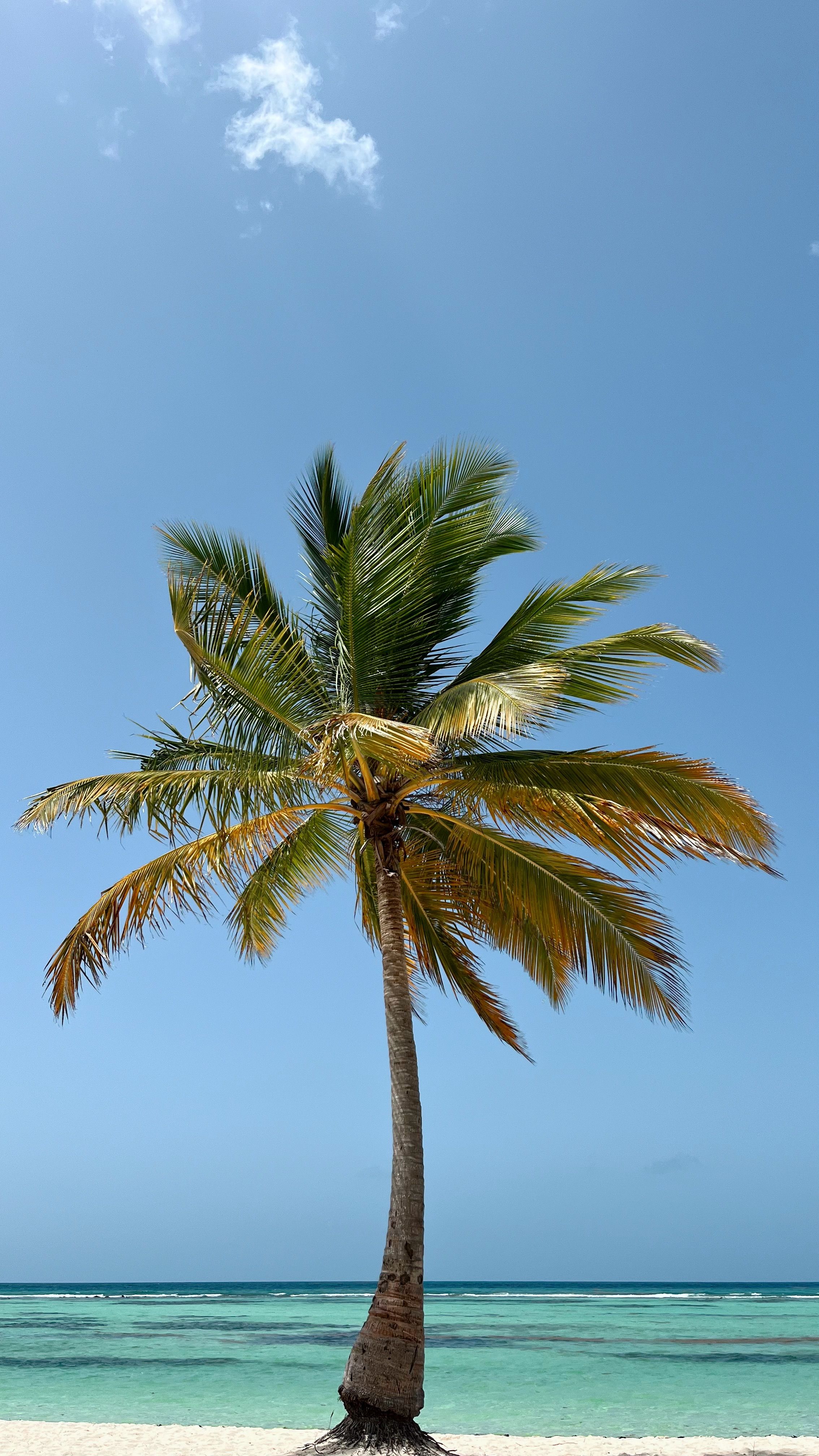 Palmera En La Playa En República Dominicana · Foto de stock gratuita