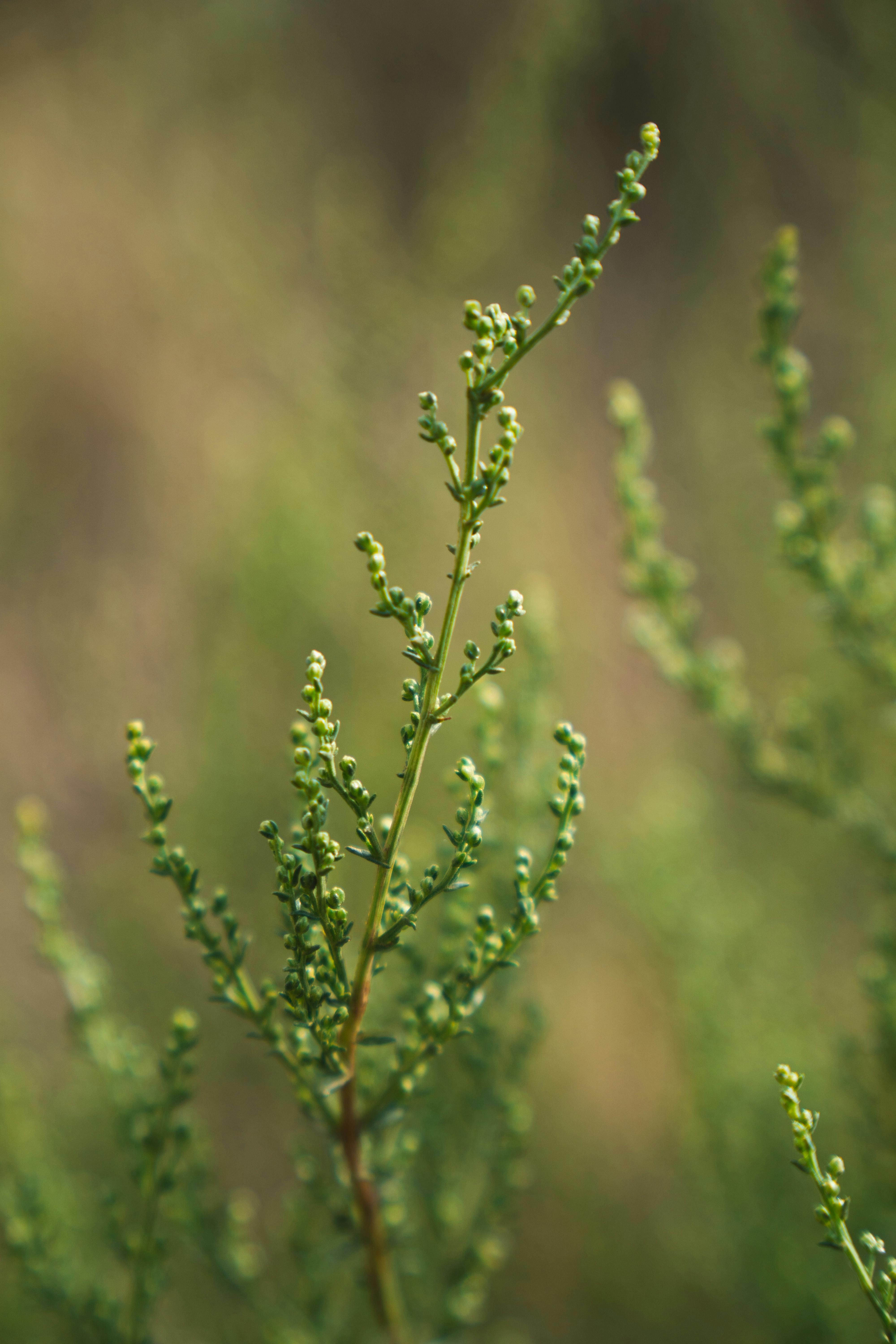 Close-up of Greenery with Budding Plant · Free Stock Photo