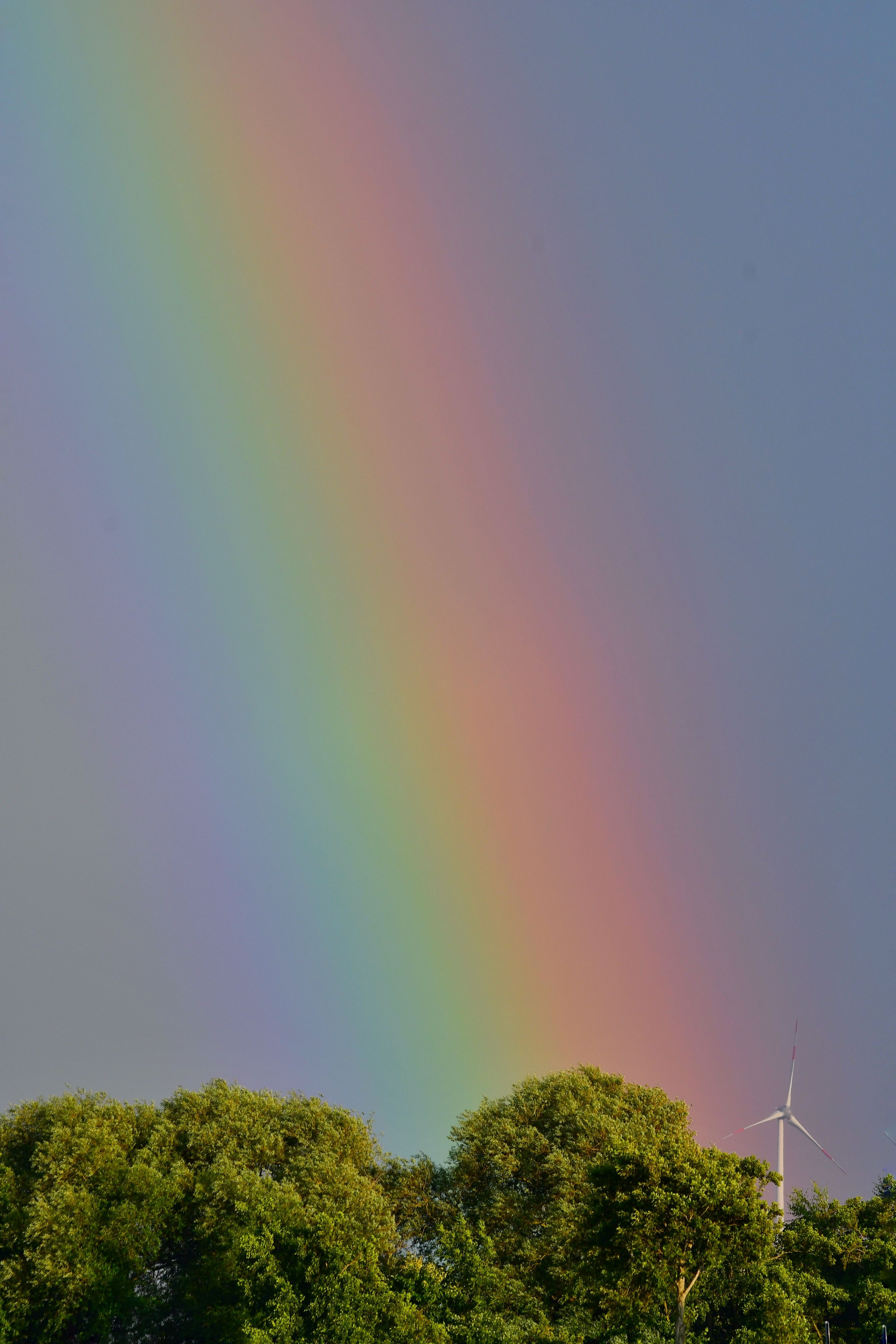 Colorful Rainbow over Lush Green Trees · Free Stock Photo
