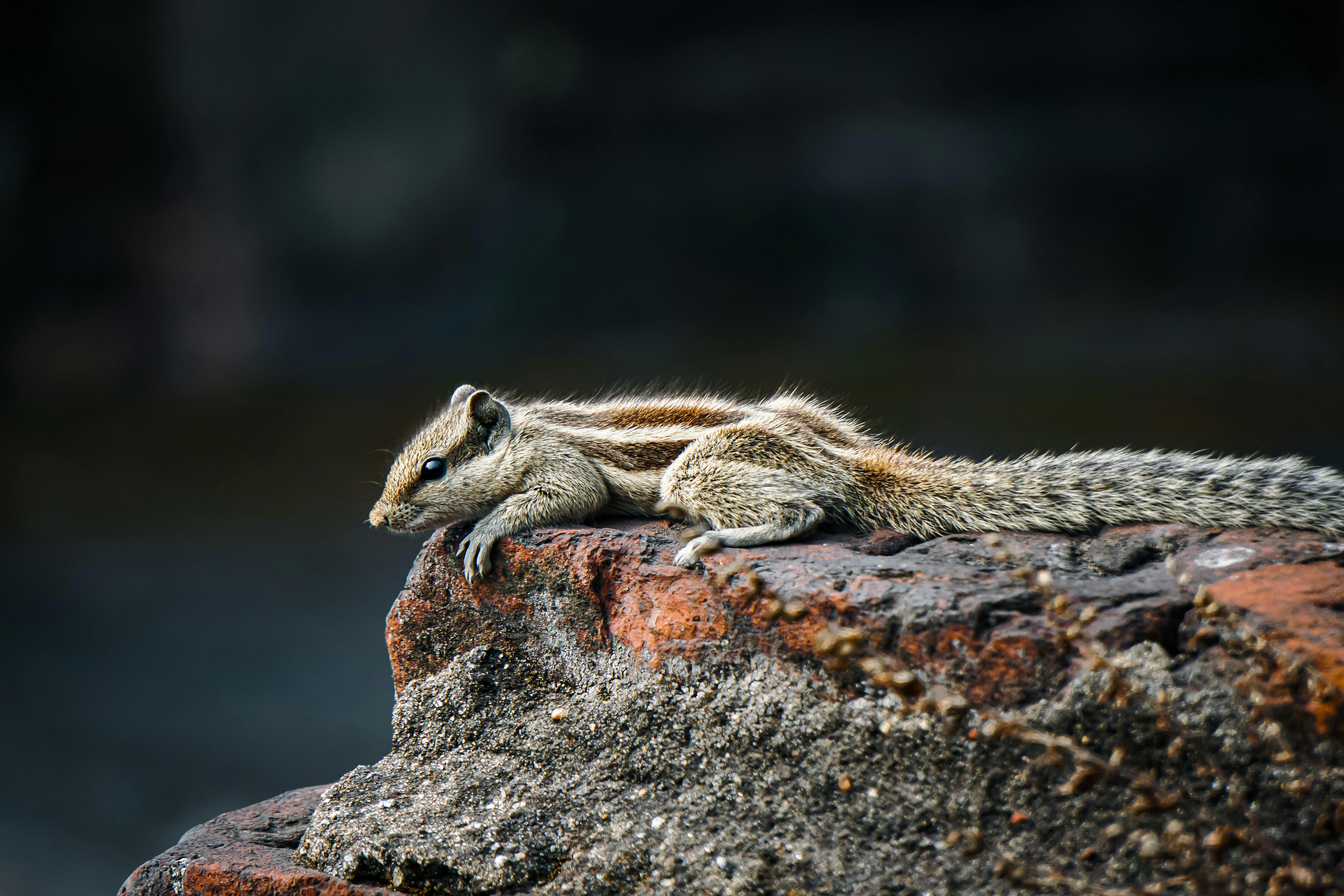 Small Animal Photos, Download The BEST Free Small Animal Stock Photos ...