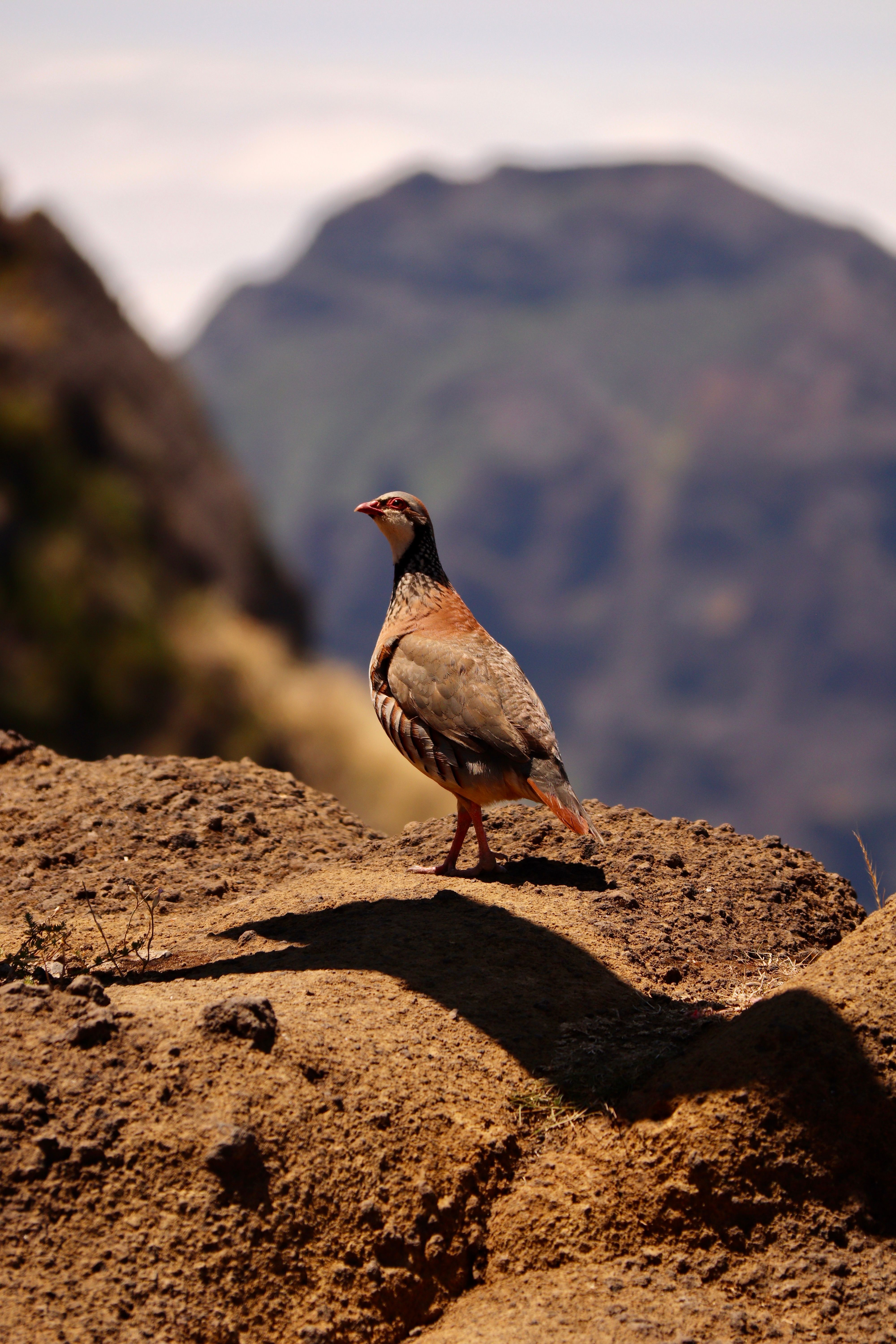 Barbary Partridge in Madeira Mountains · Free Stock Photo
