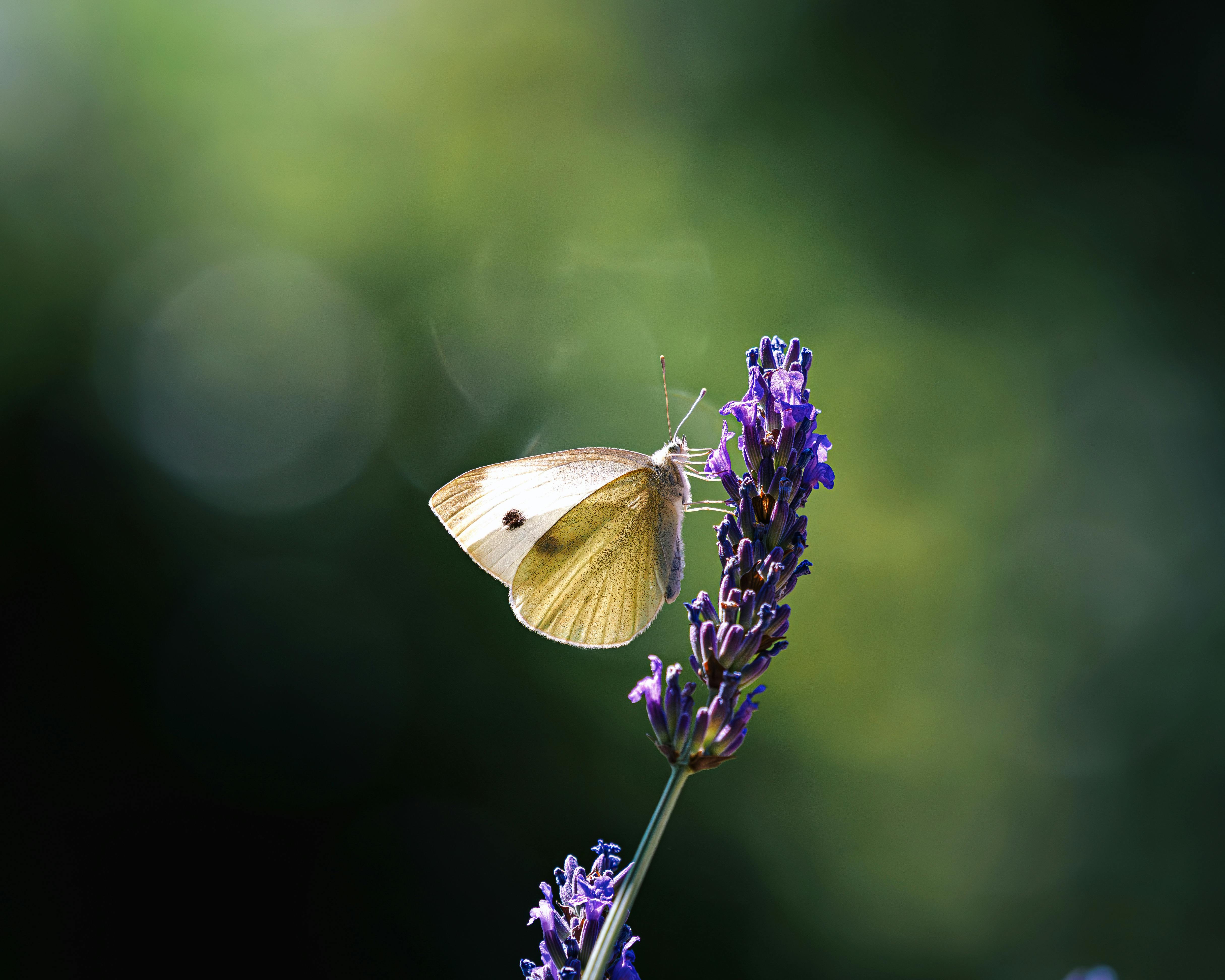 Flutter Deve Photos, Download The BEST Free Flutter Deve Stock Photos ...