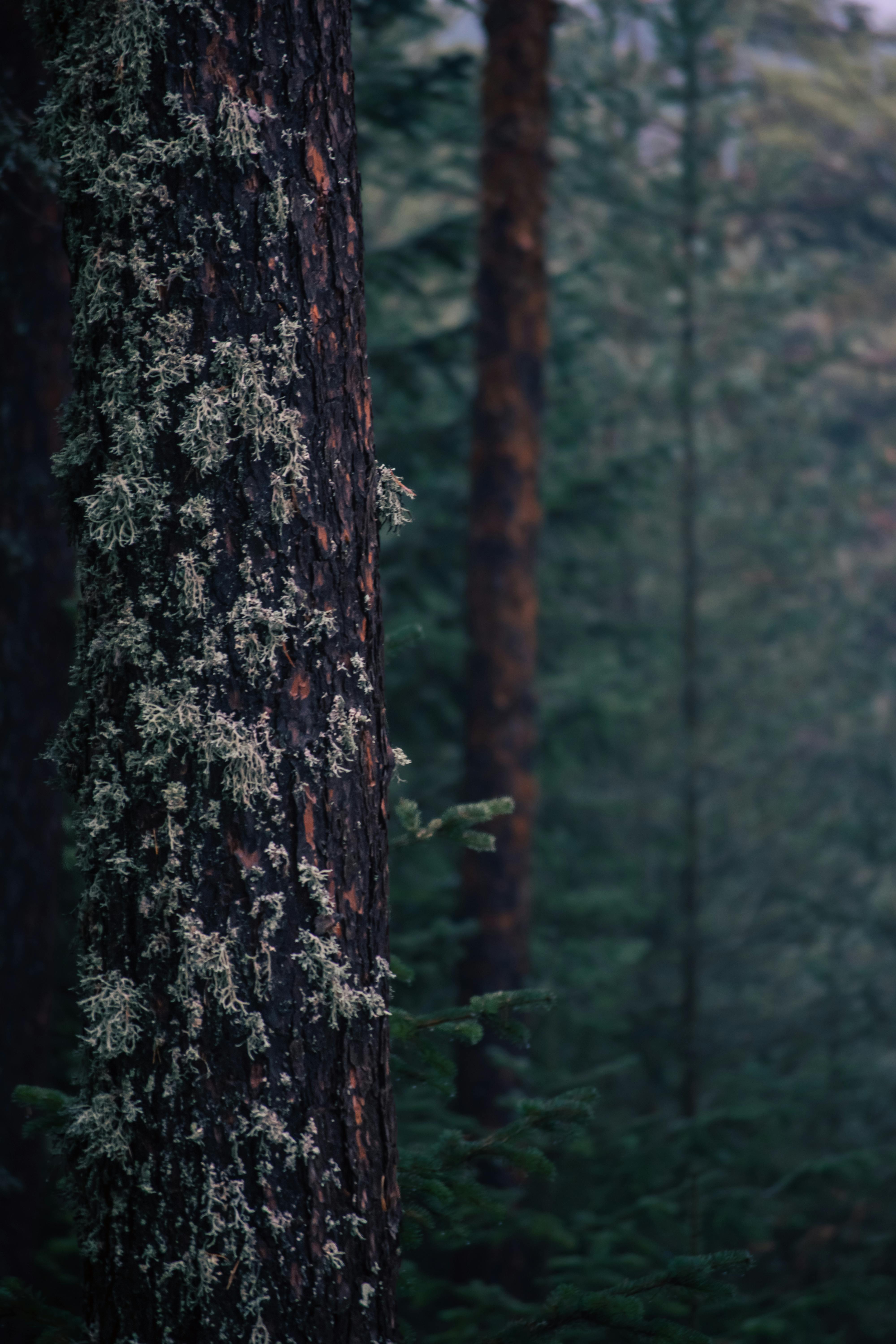 Silent Tree Photos, Download The BEST Free Silent Tree Stock Photos ...