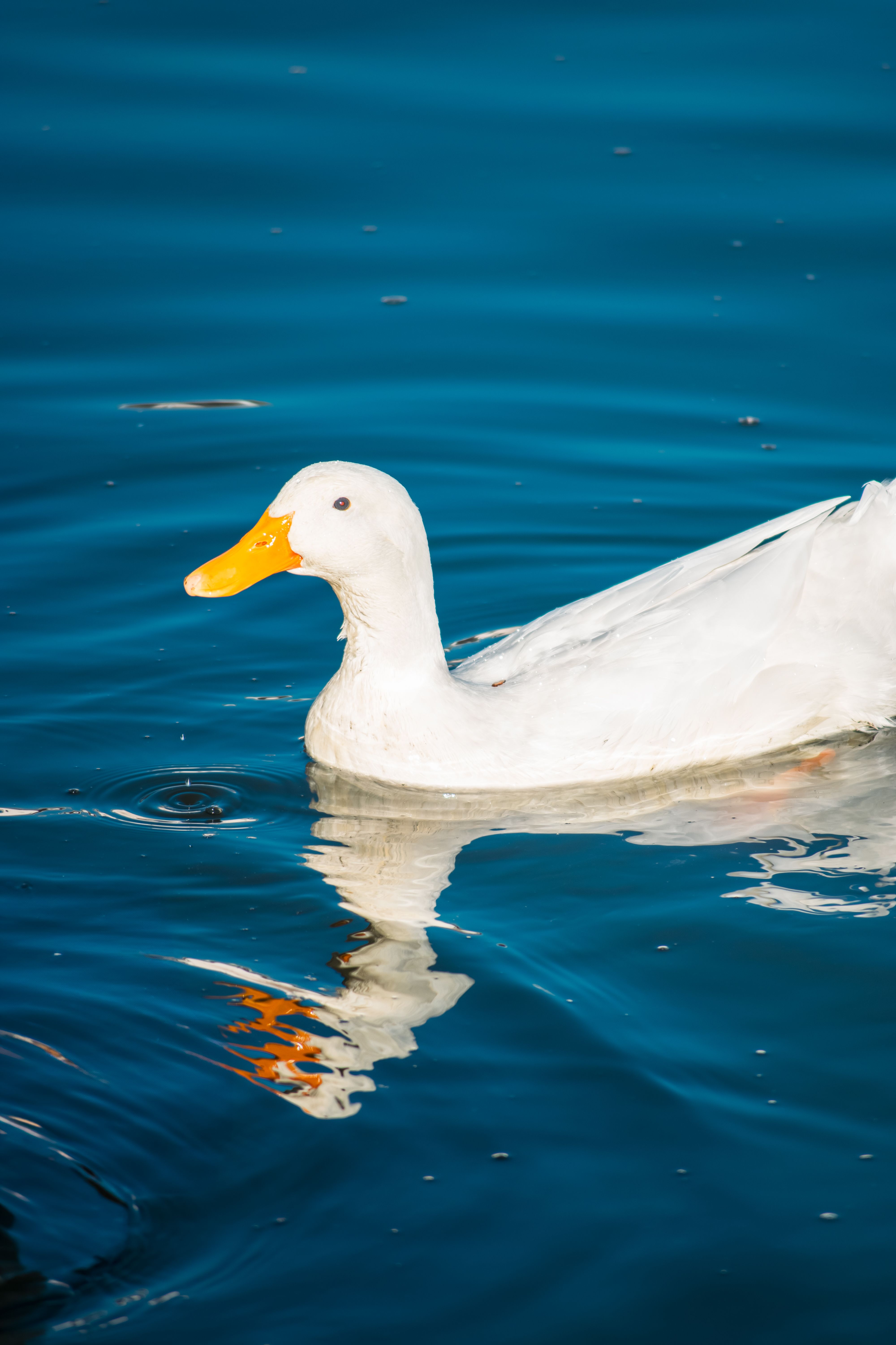White Duck Swimming in Tranquil Lake Waters · Free Stock Photo
