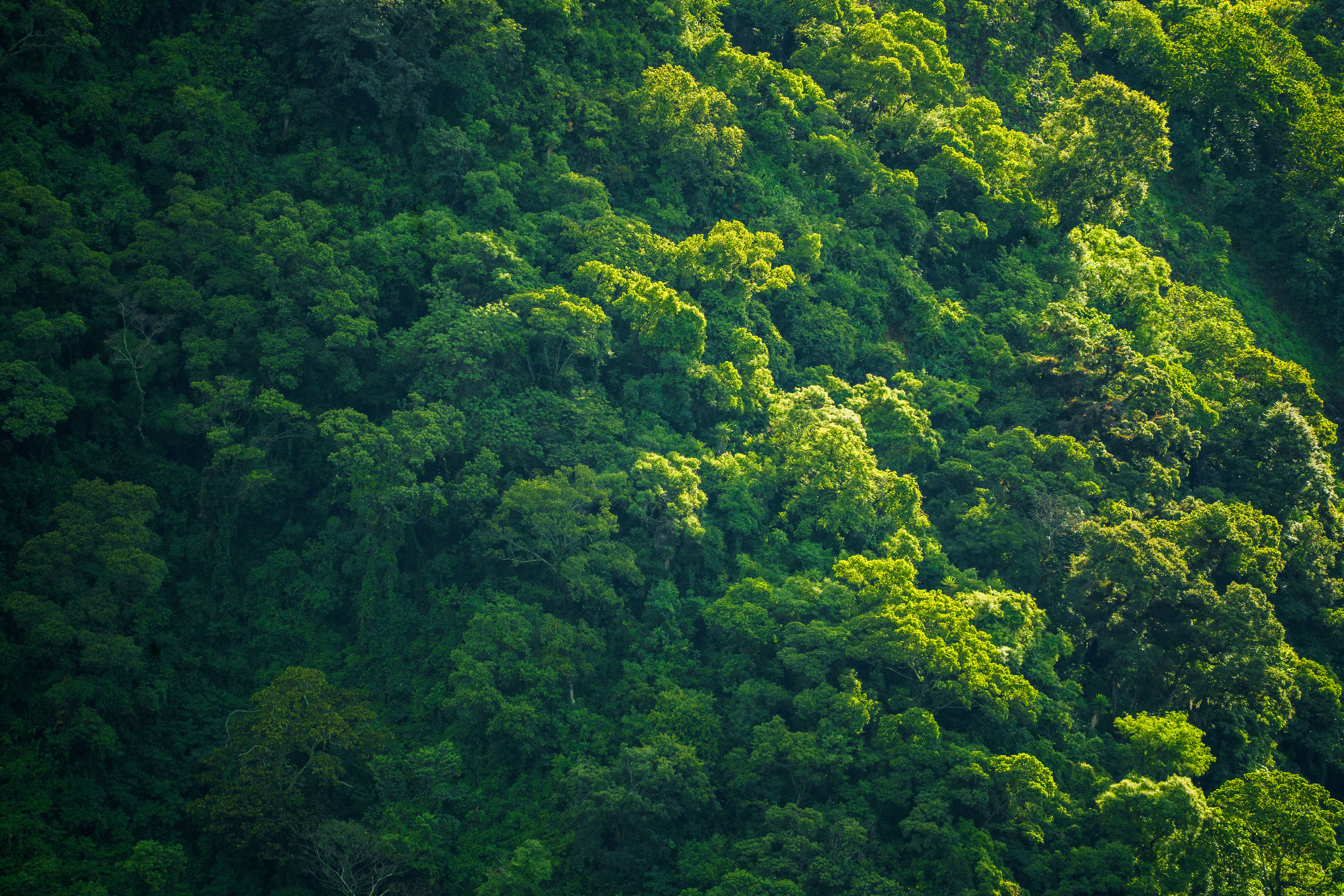 Lush Green Forest Canopy in Sunlight · Free Stock Photo