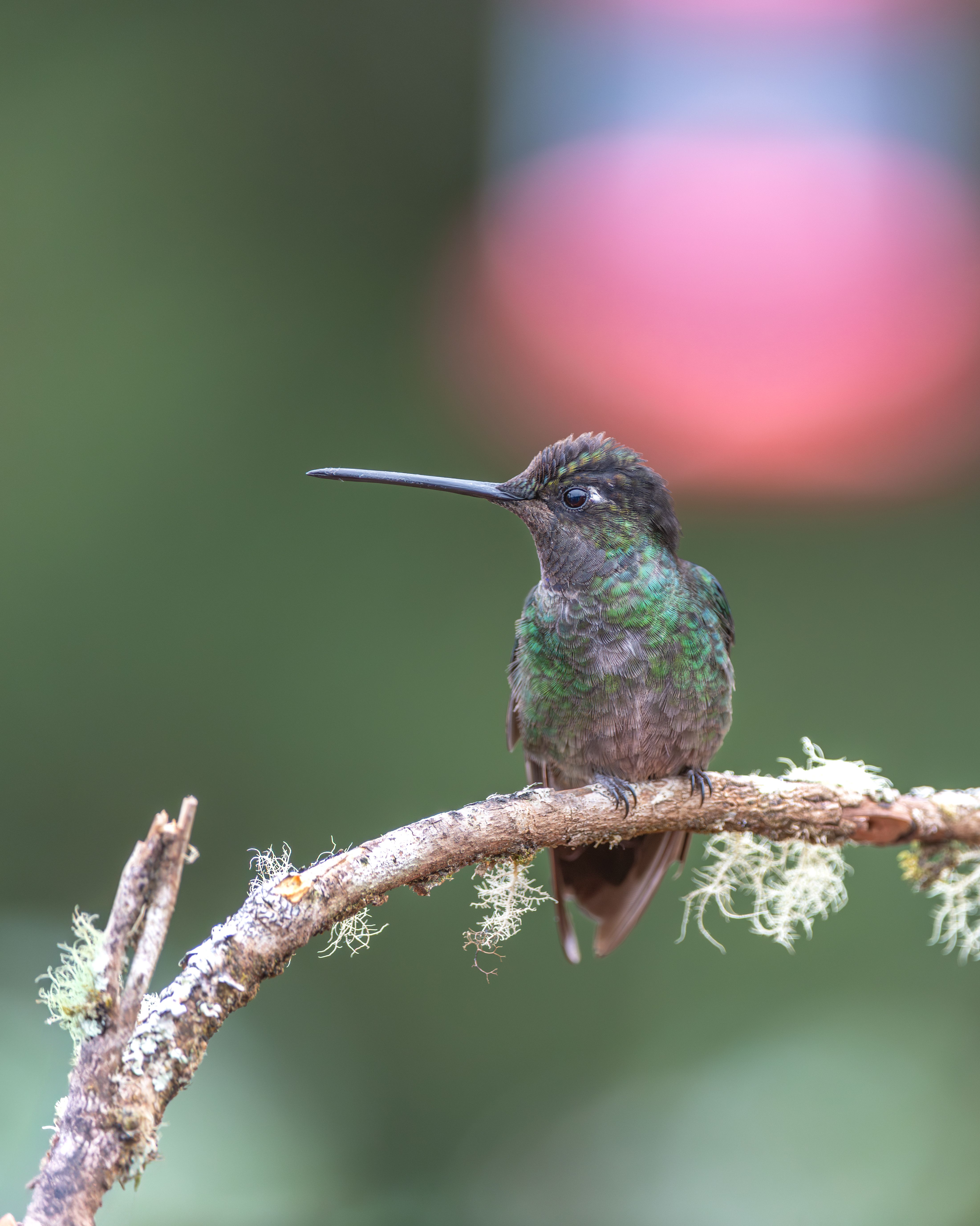 Small Animal Photos, Download The BEST Free Small Animal Stock Photos ...