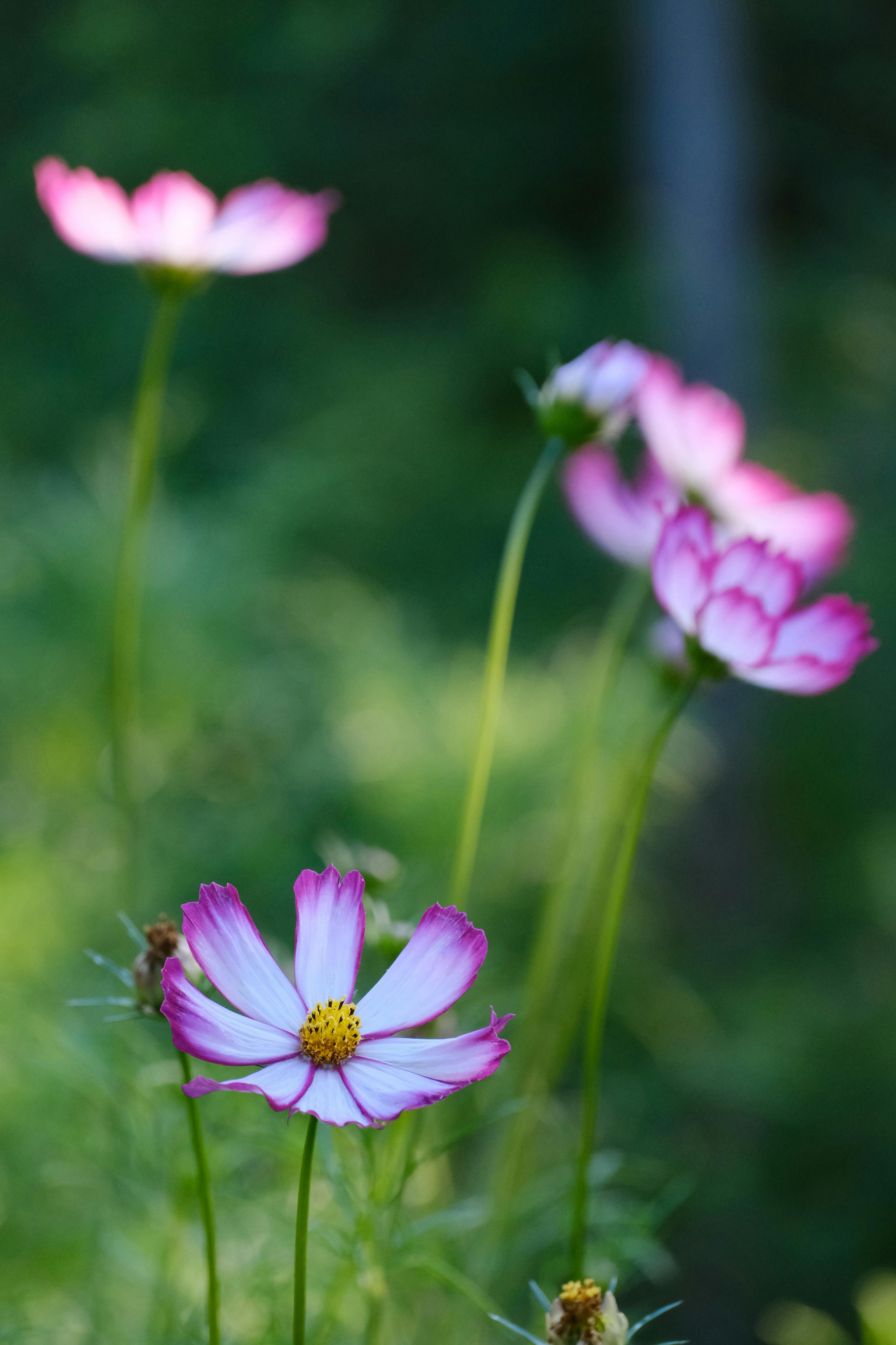 Free+Bitmap+Images Photos, Download The BEST Free Free+Bitmap+Images ...