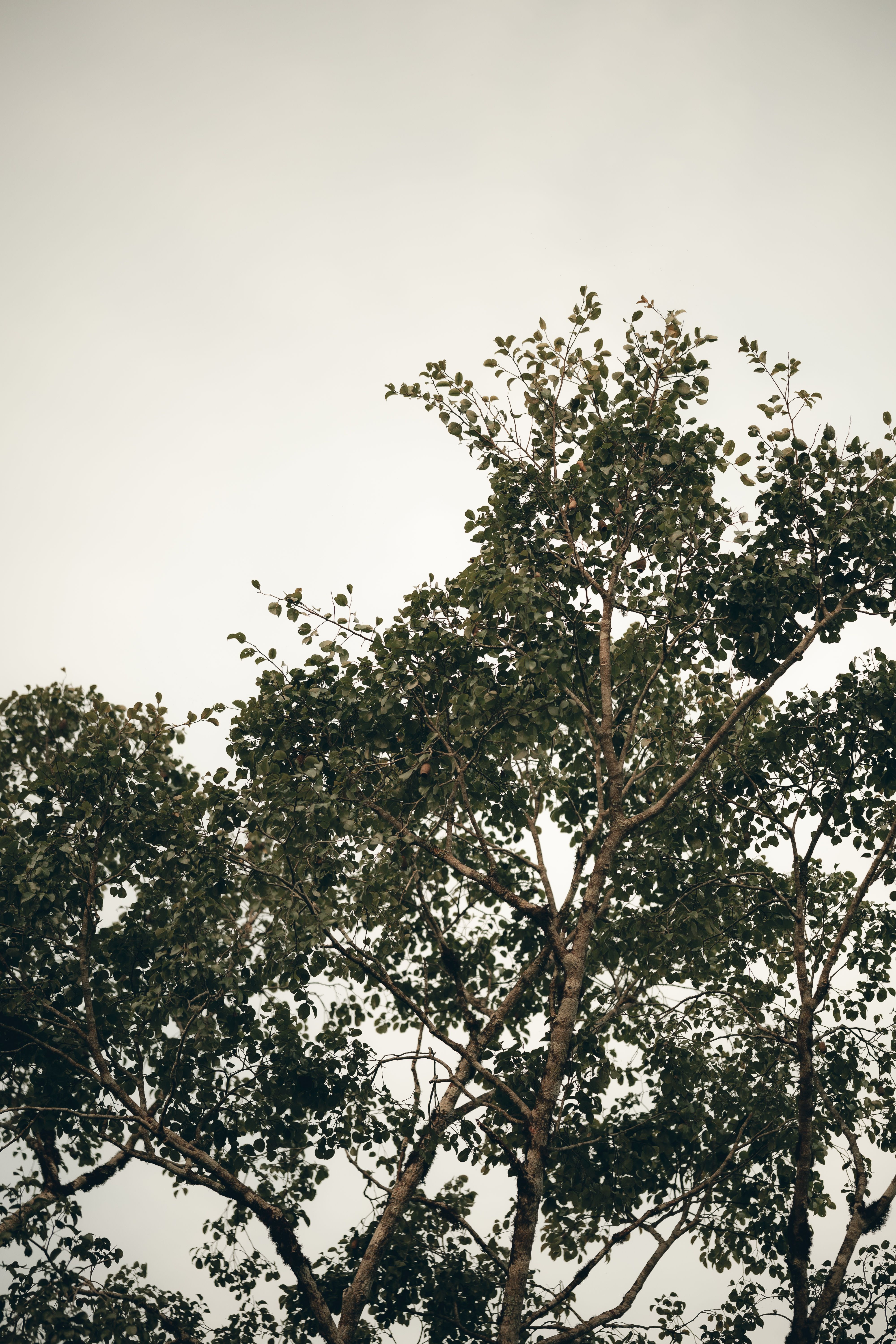 Photo of Green Tree · Free Stock Photo