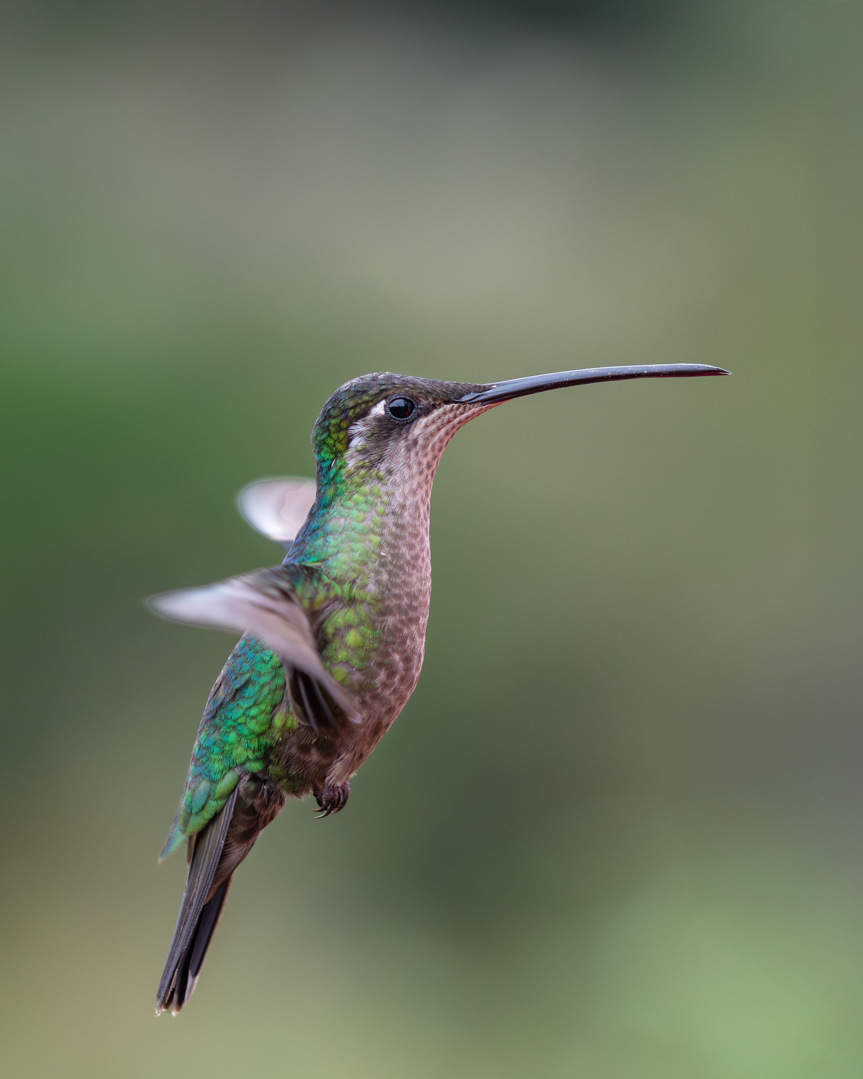 Close-up of Hummingbird in Flight, Costa Rica · Free Stock Photo
