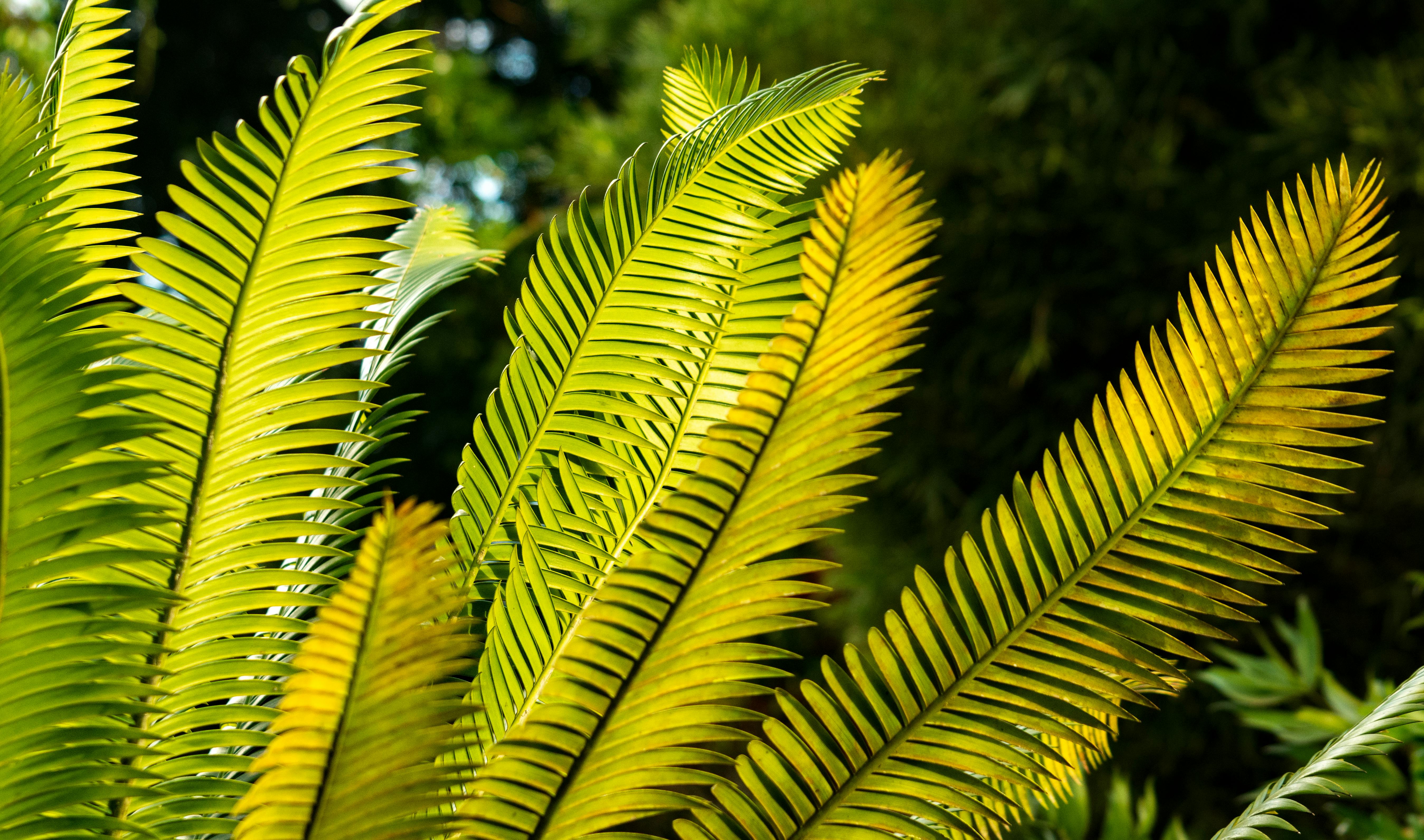 Yellow Plin Background Photos, Download The BEST Free Yellow Plin ...