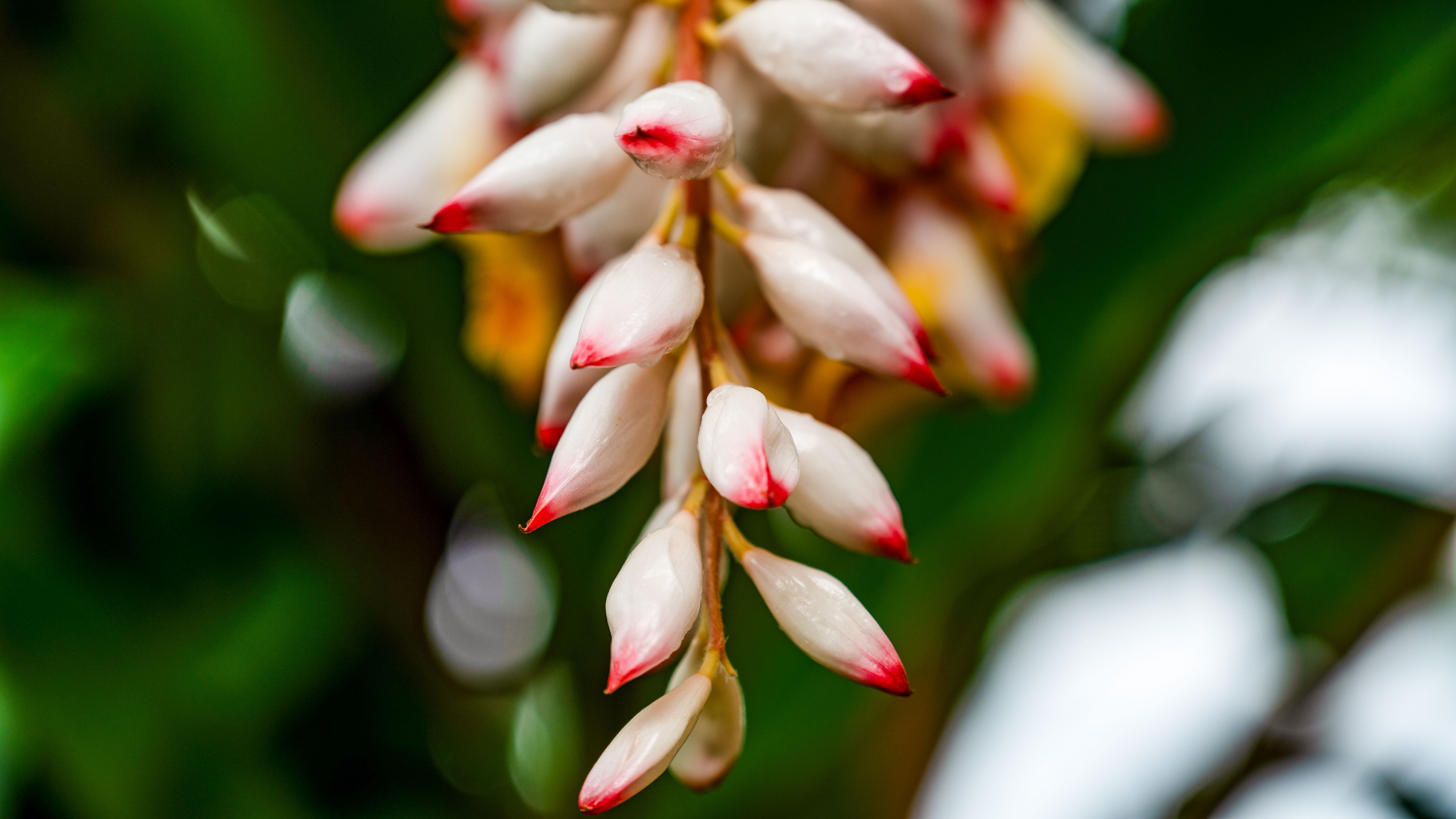 Red Tipped Flowers Photos, Download The BEST Free Red Tipped Flowers ...