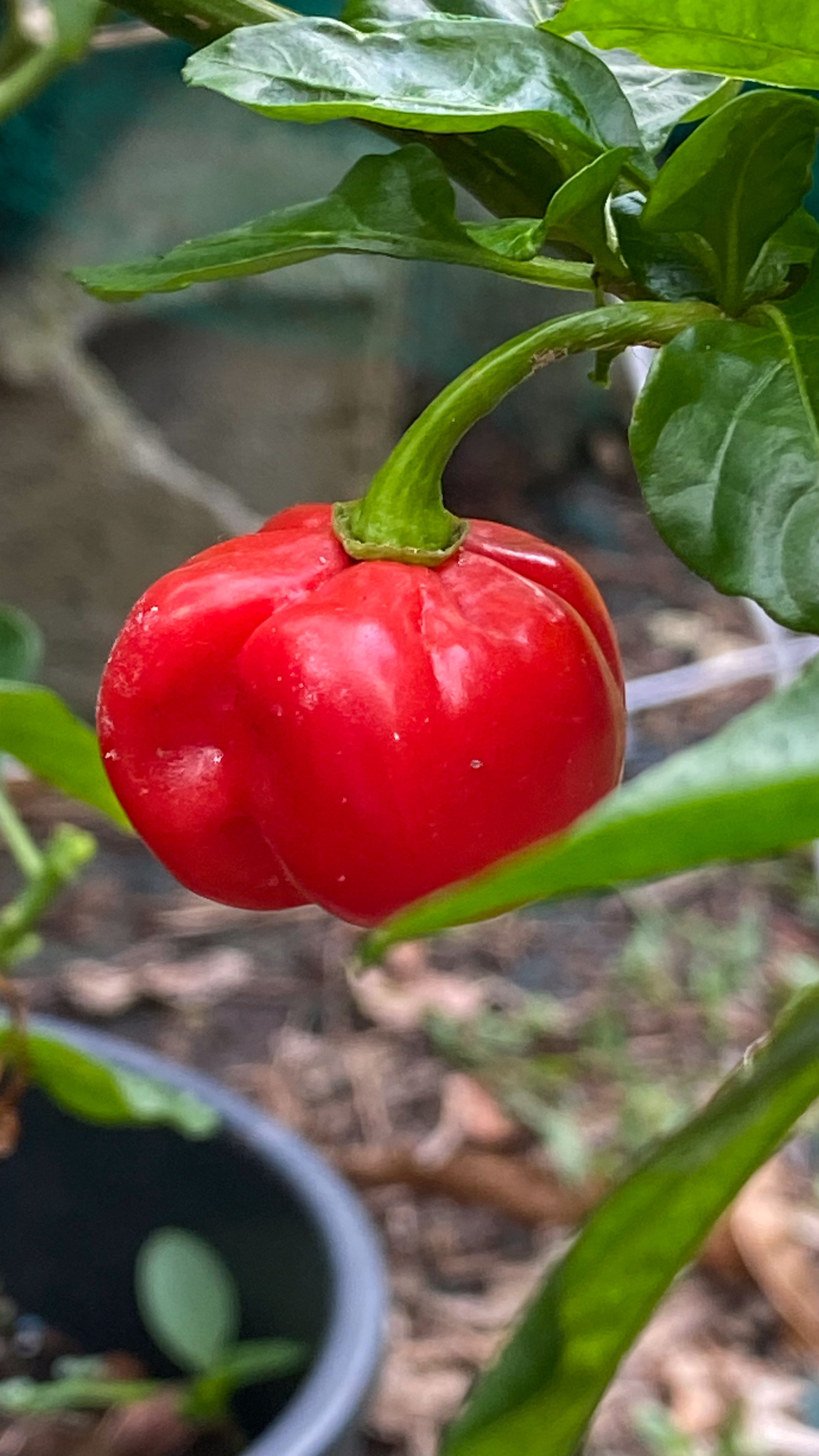 Pepper X Photos, Download The BEST Free Pepper X Stock Photos & HD Images