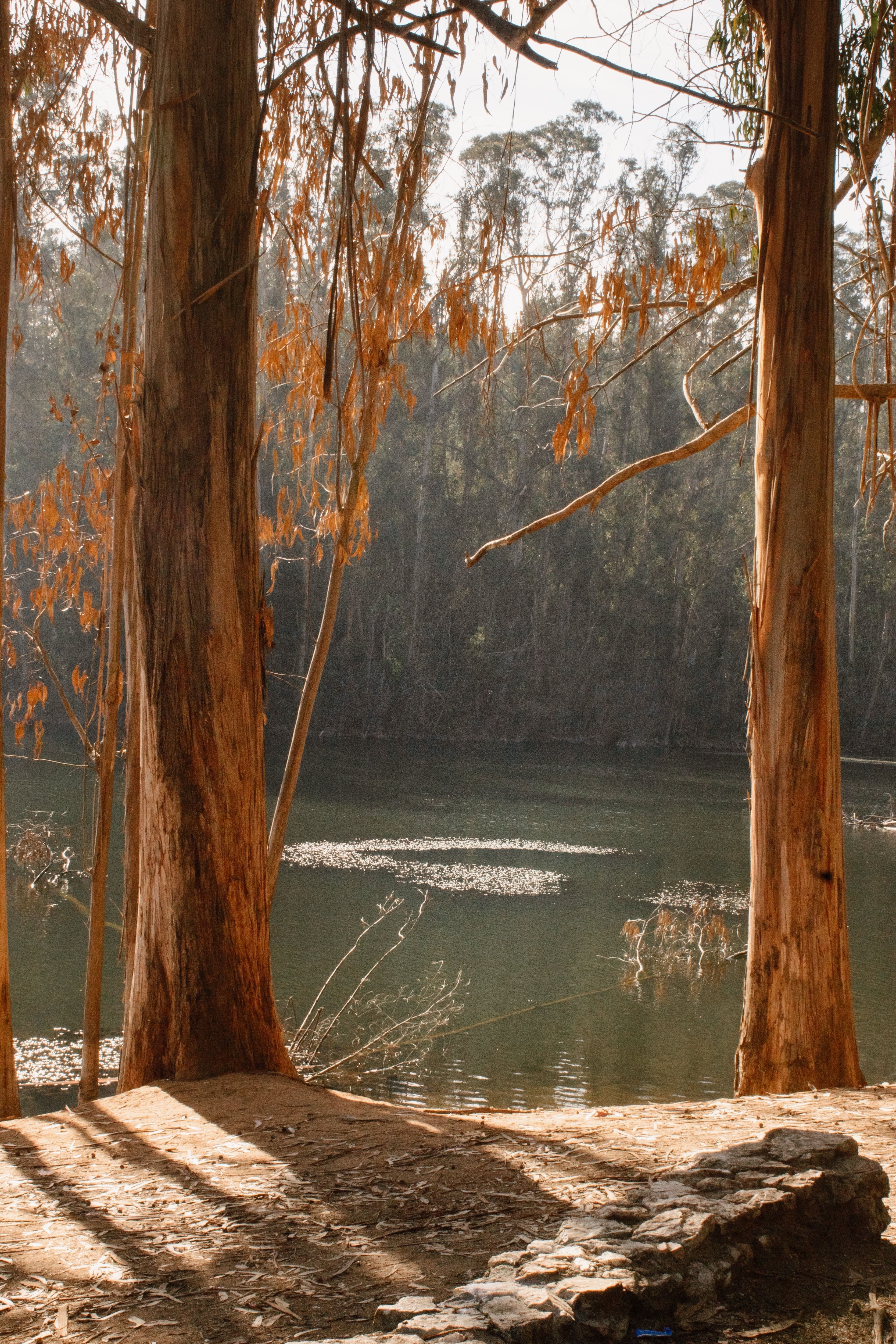 Forest Scene Landscape Photos, Download The BEST Free Forest Scene ...