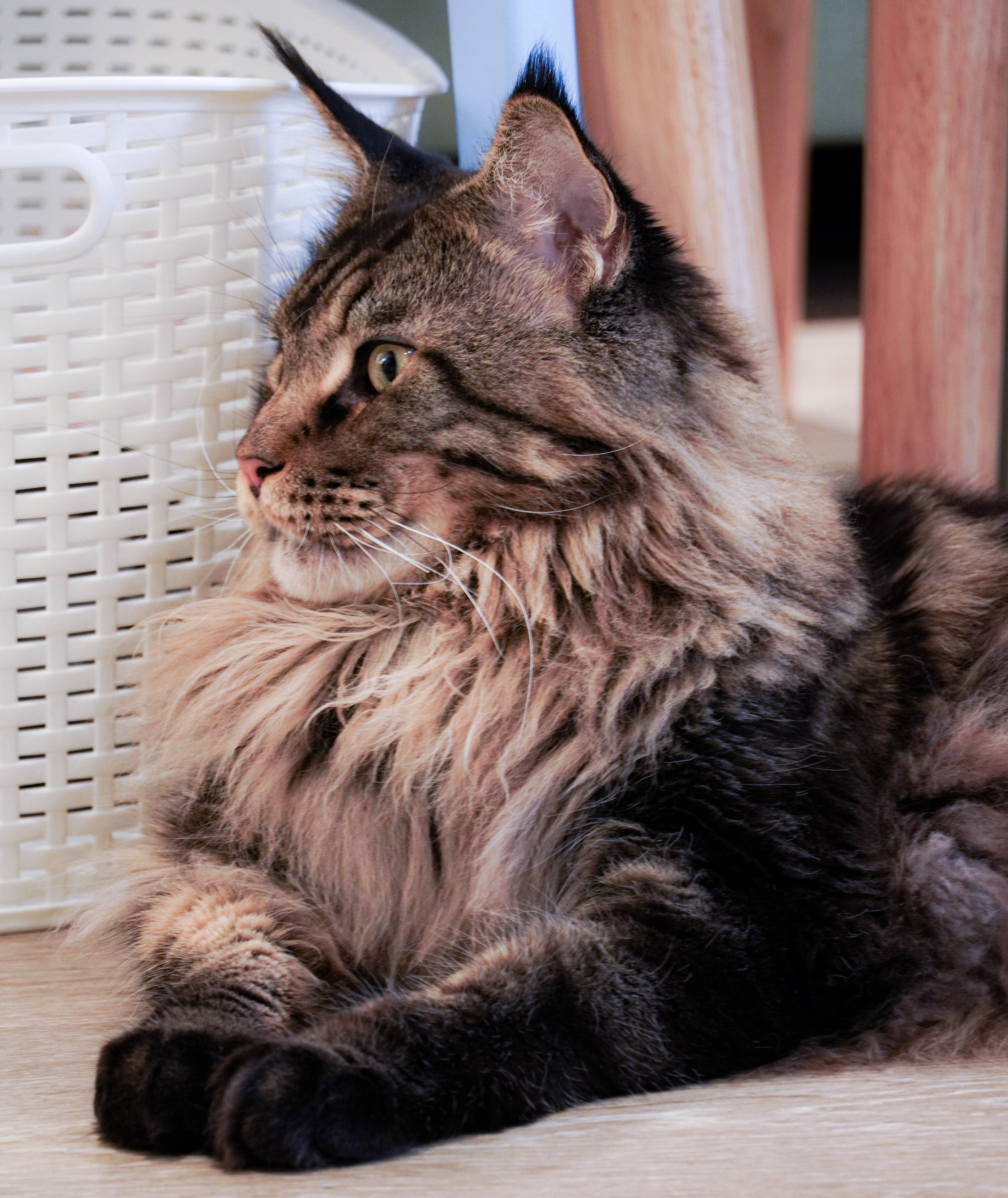 40,000+ Best Elementary+cat Photos · 100% Free Download · Pexels Stock ...