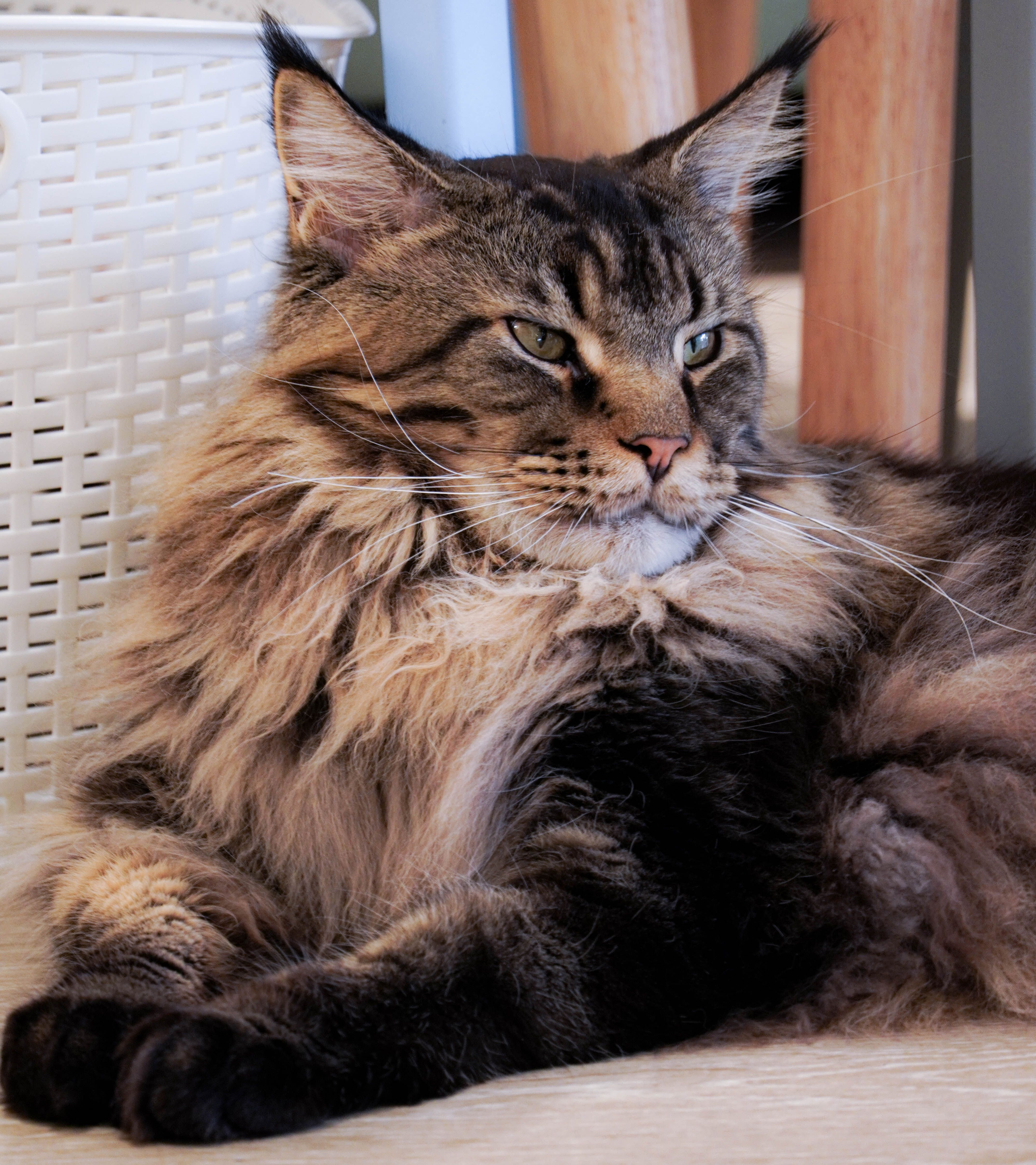Majestic Maine Coon Cat Relaxing Indoors · Free Stock Photo